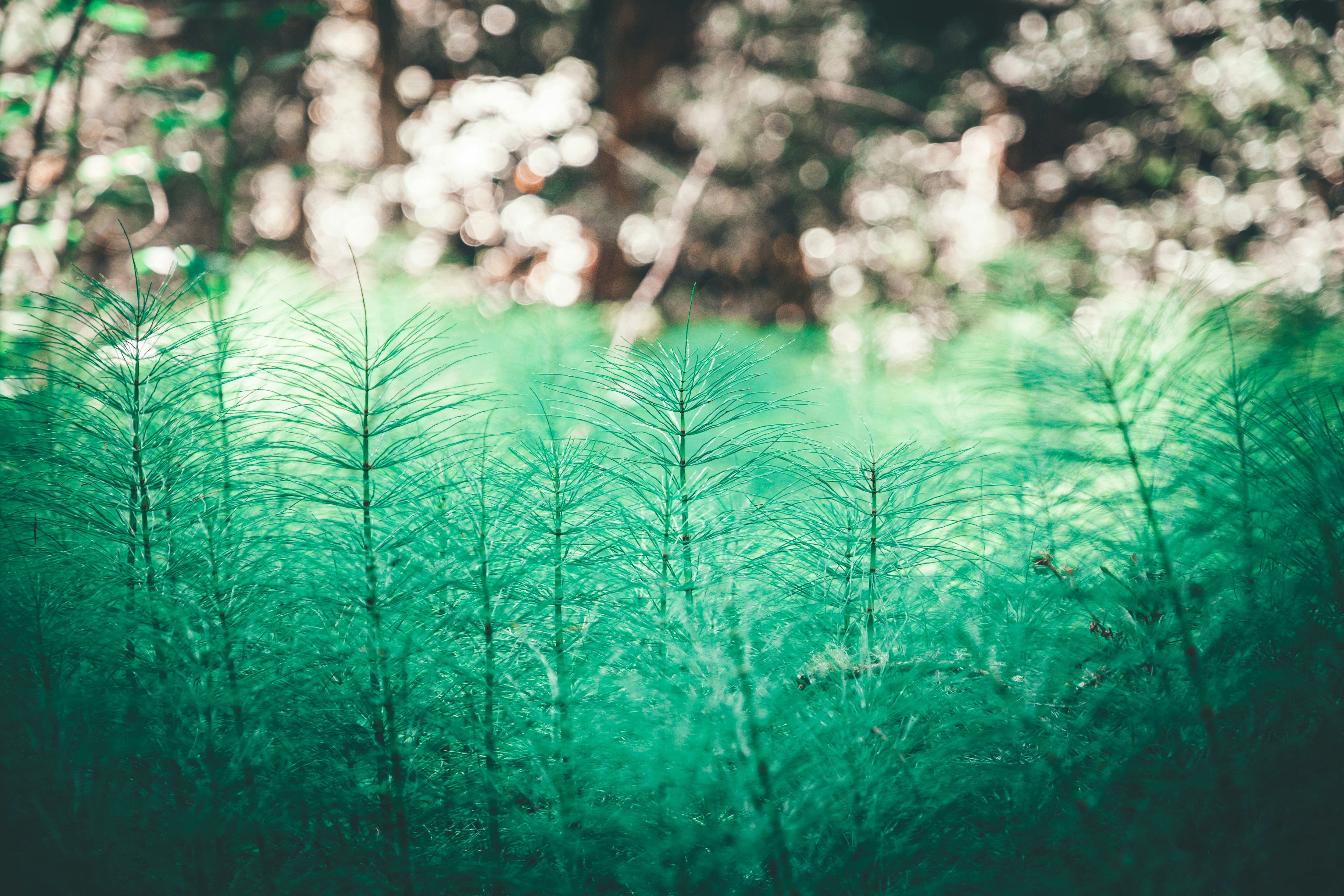 Redwood forests serving up some miniature forests within the fantastic vegetation
@ instagram.com/pwellgraf