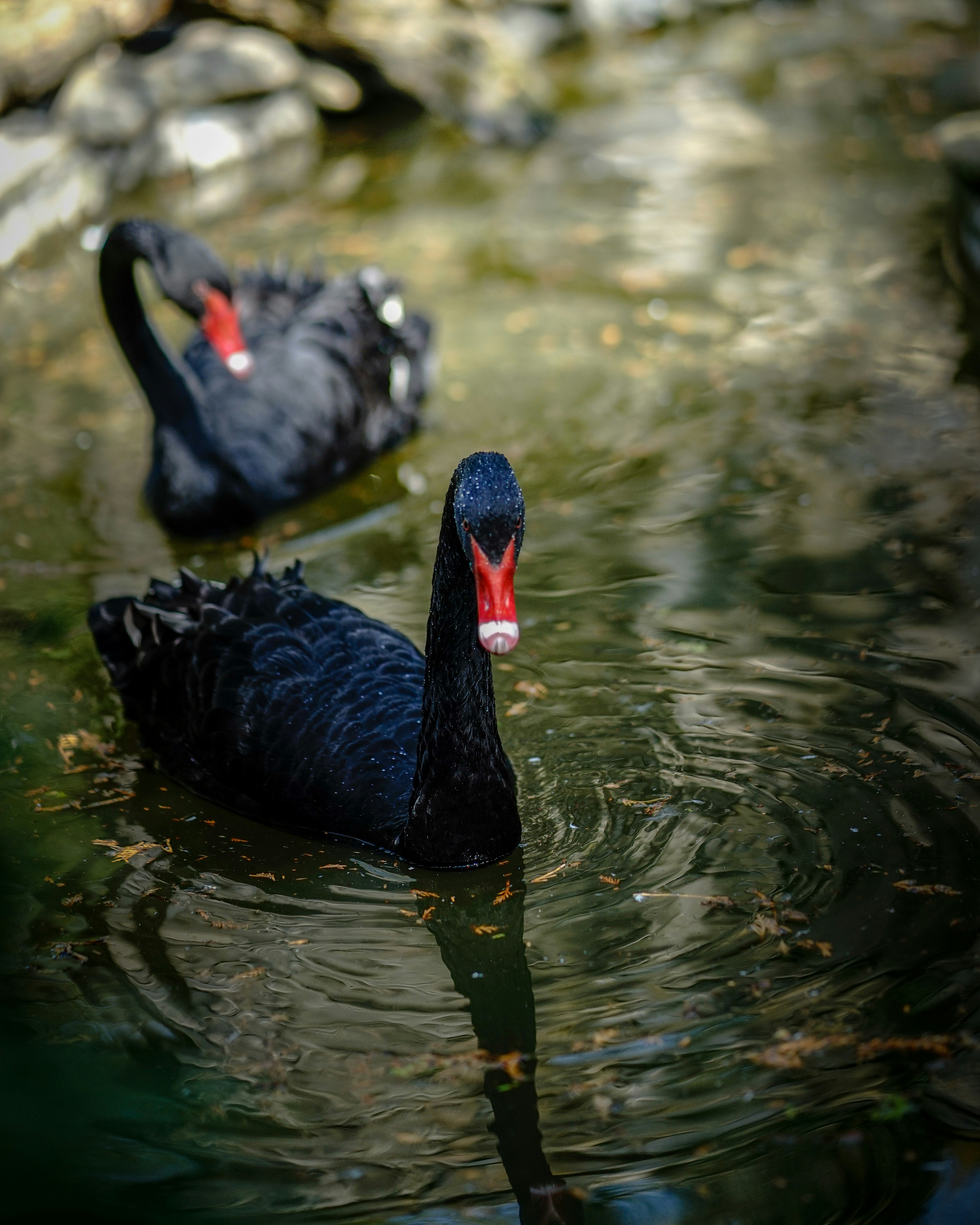Black swans gliding through a sun-dappled creek