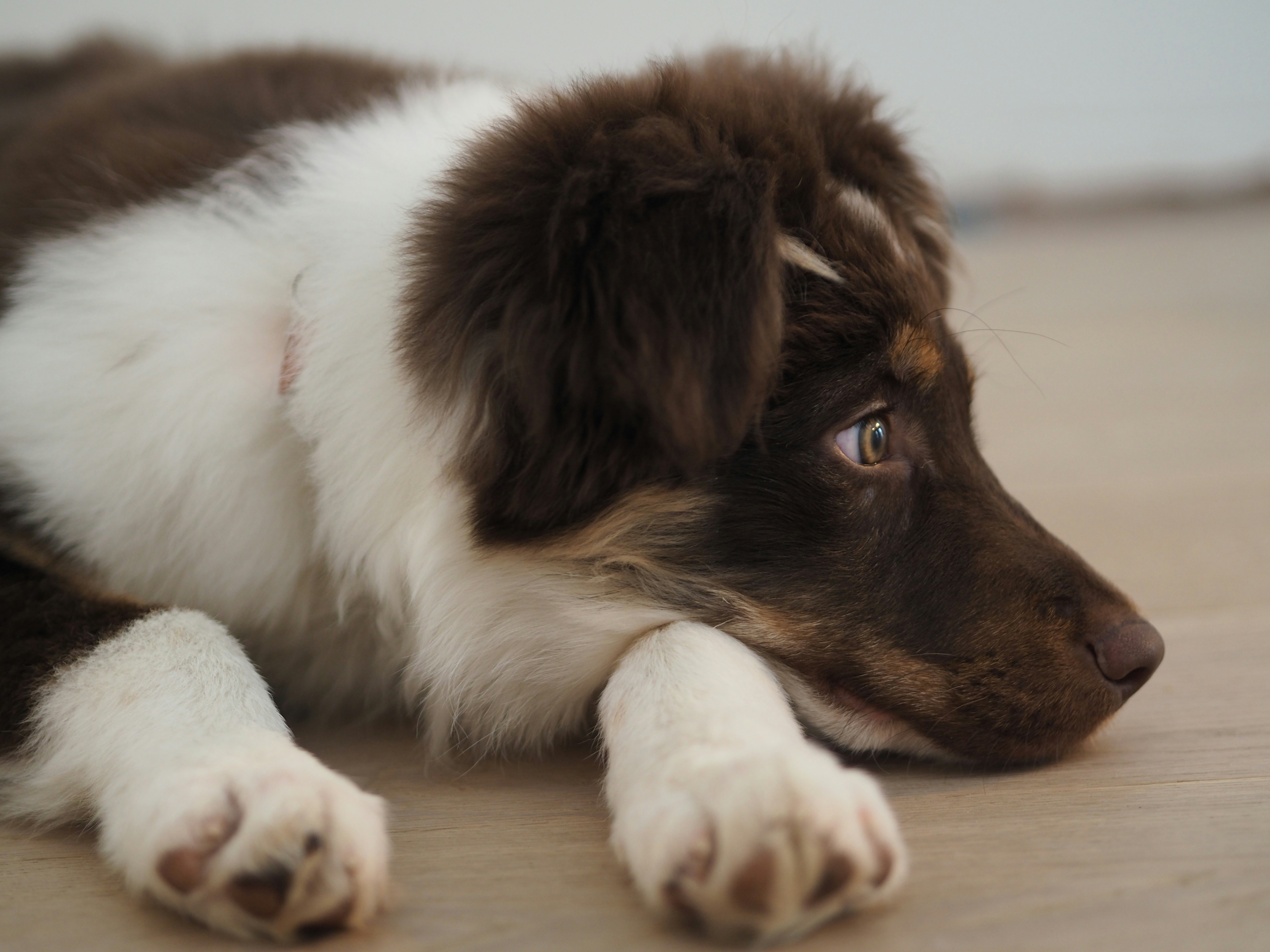 A brown and white puppy resting its head on its paws, gazing thoughtfully. The soft fur and gentle expression convey a sense of calm.