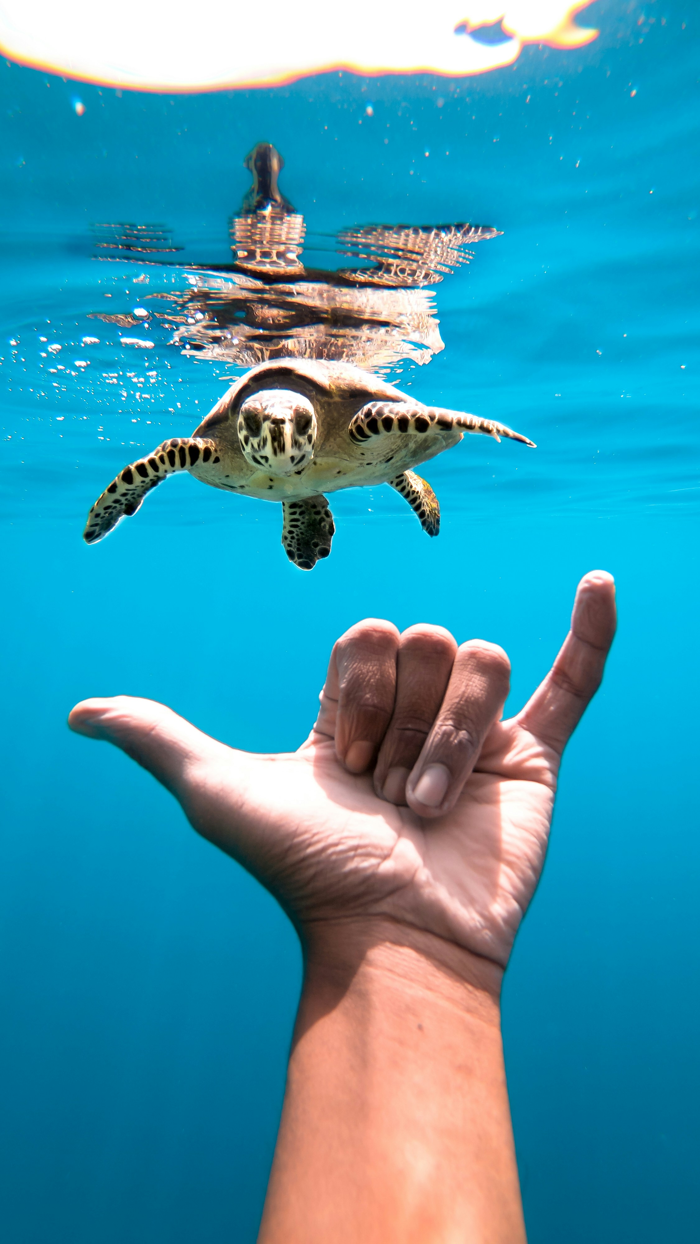Sea turtle glides toward a submerged hand in crystal blue water. The shot emphasizes a close, candid interaction beneath the surface.