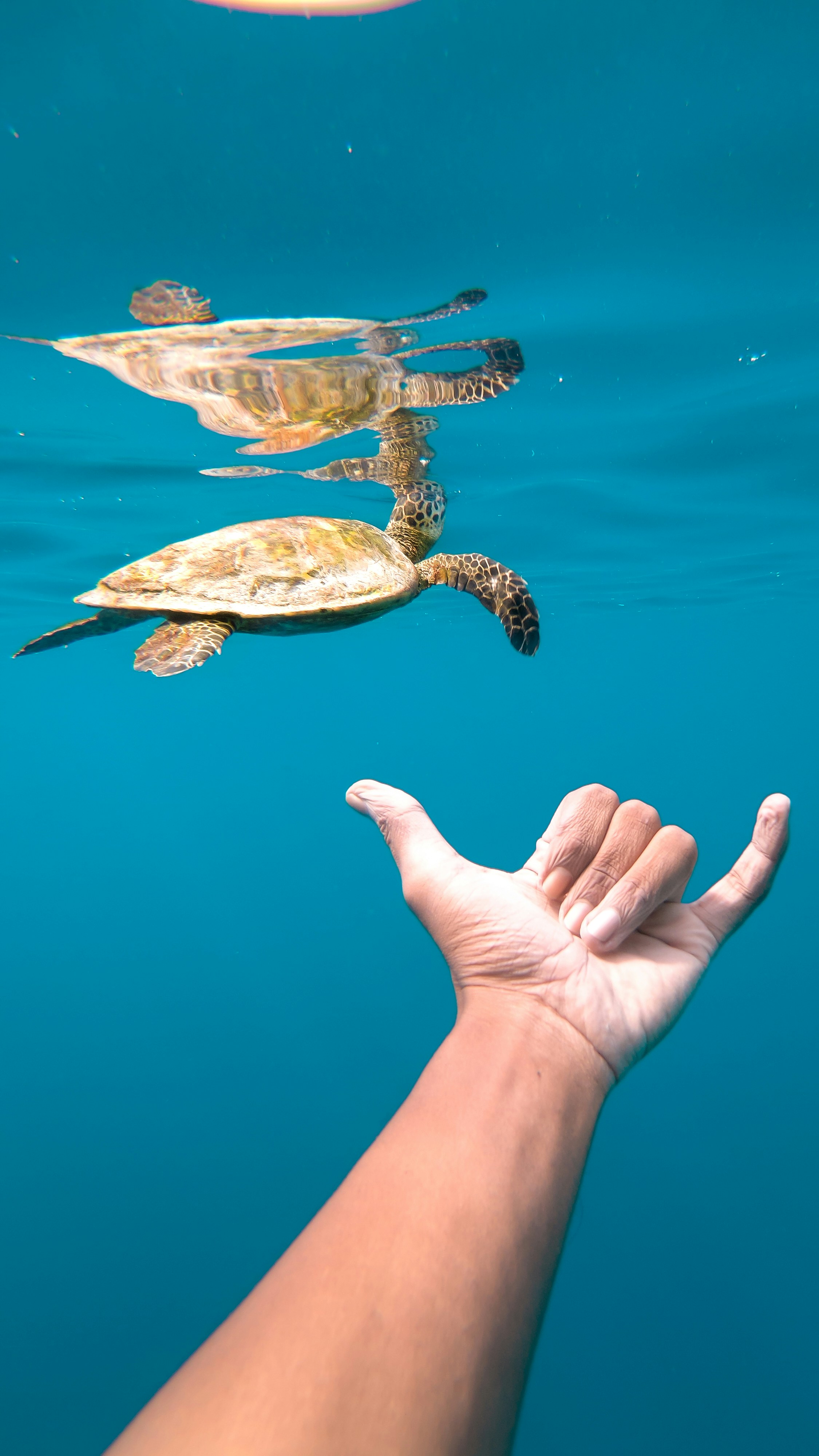 Tidal Glide: Hand and Sea Turtle in an Underwater Moment