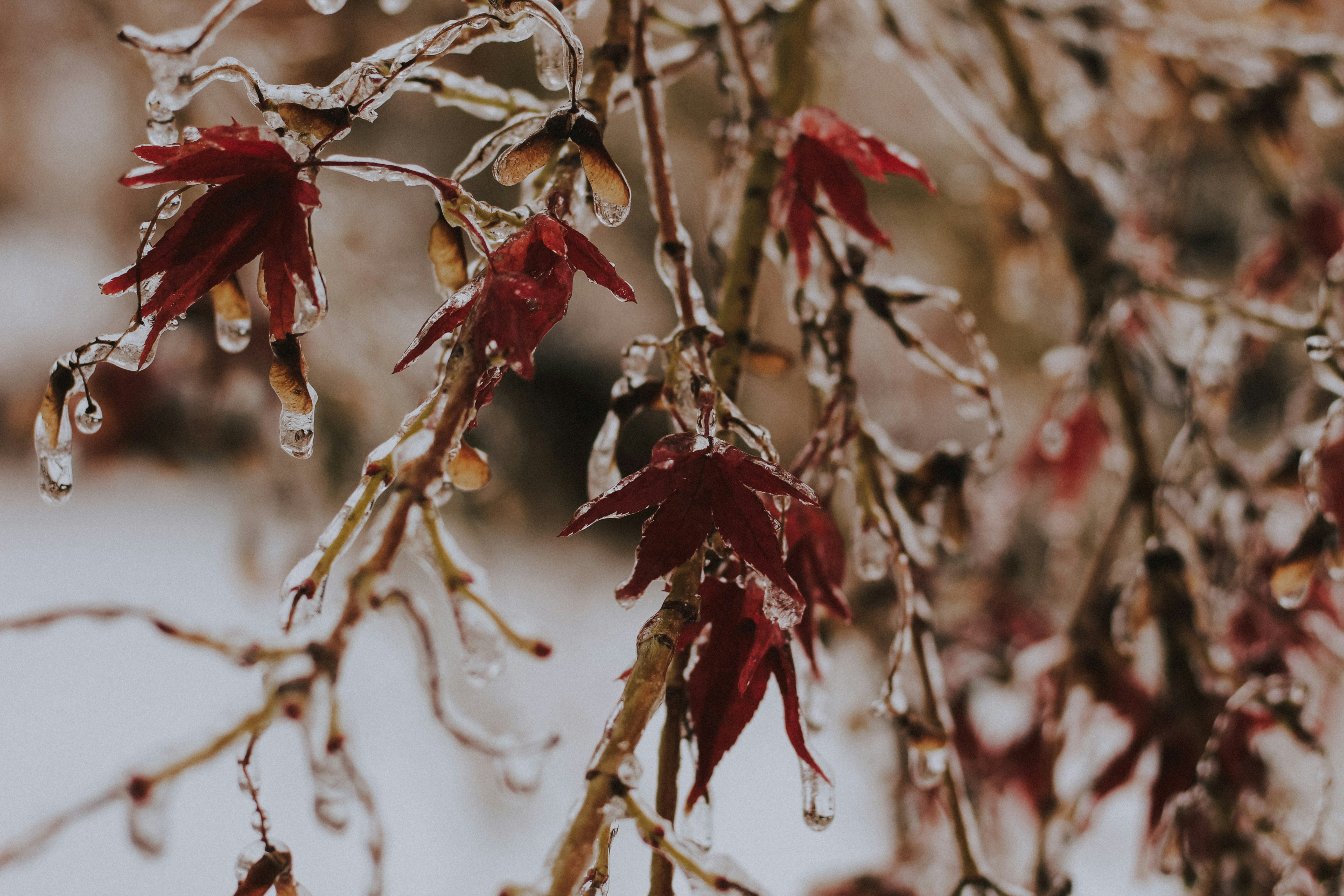 Crimson maple leaves glistening with droplets of ice, delicately suspended on branches against a soft, snowy backdrop.