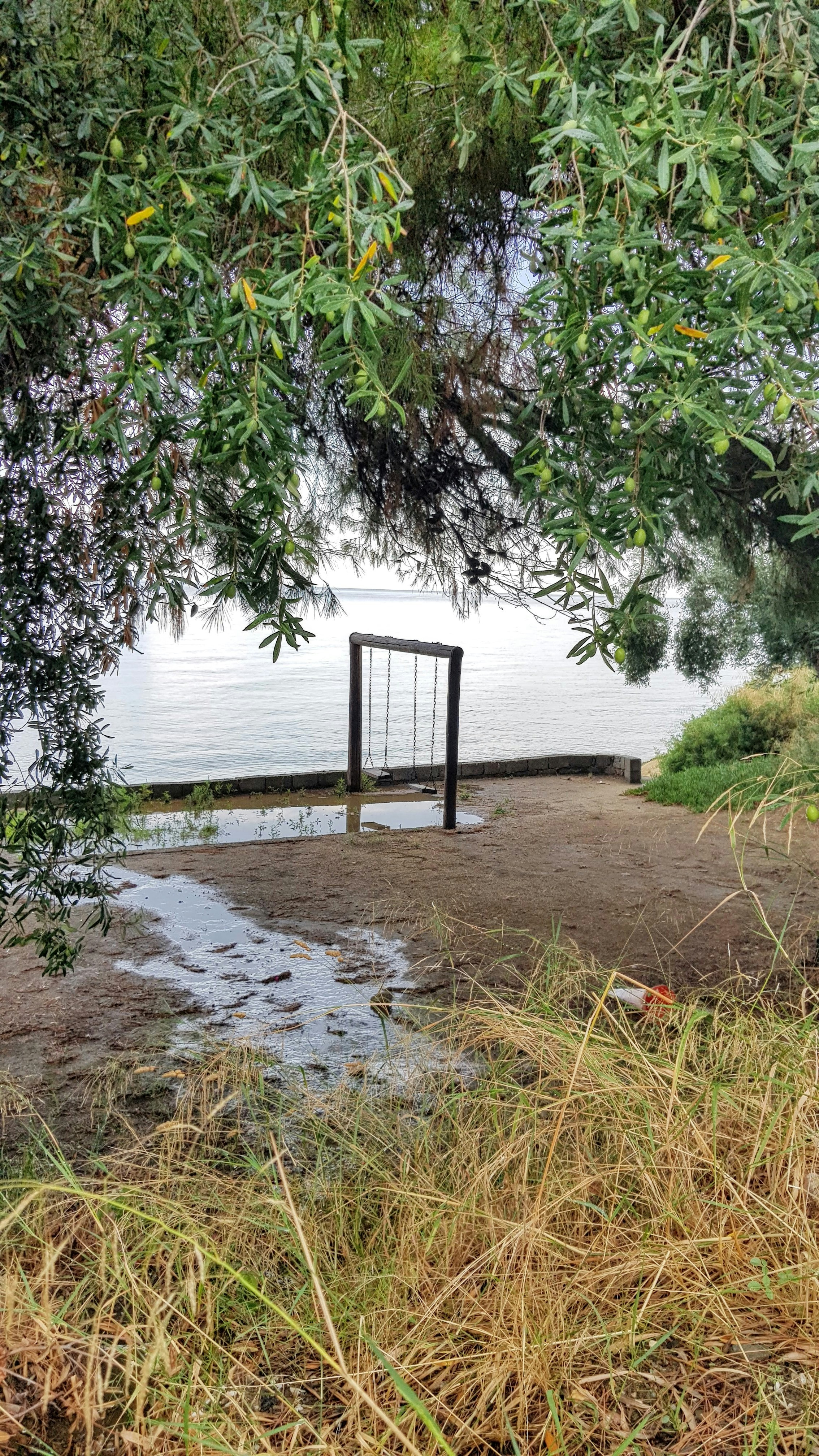Solitary Swing at the Shore, Framed by a Green Canopy