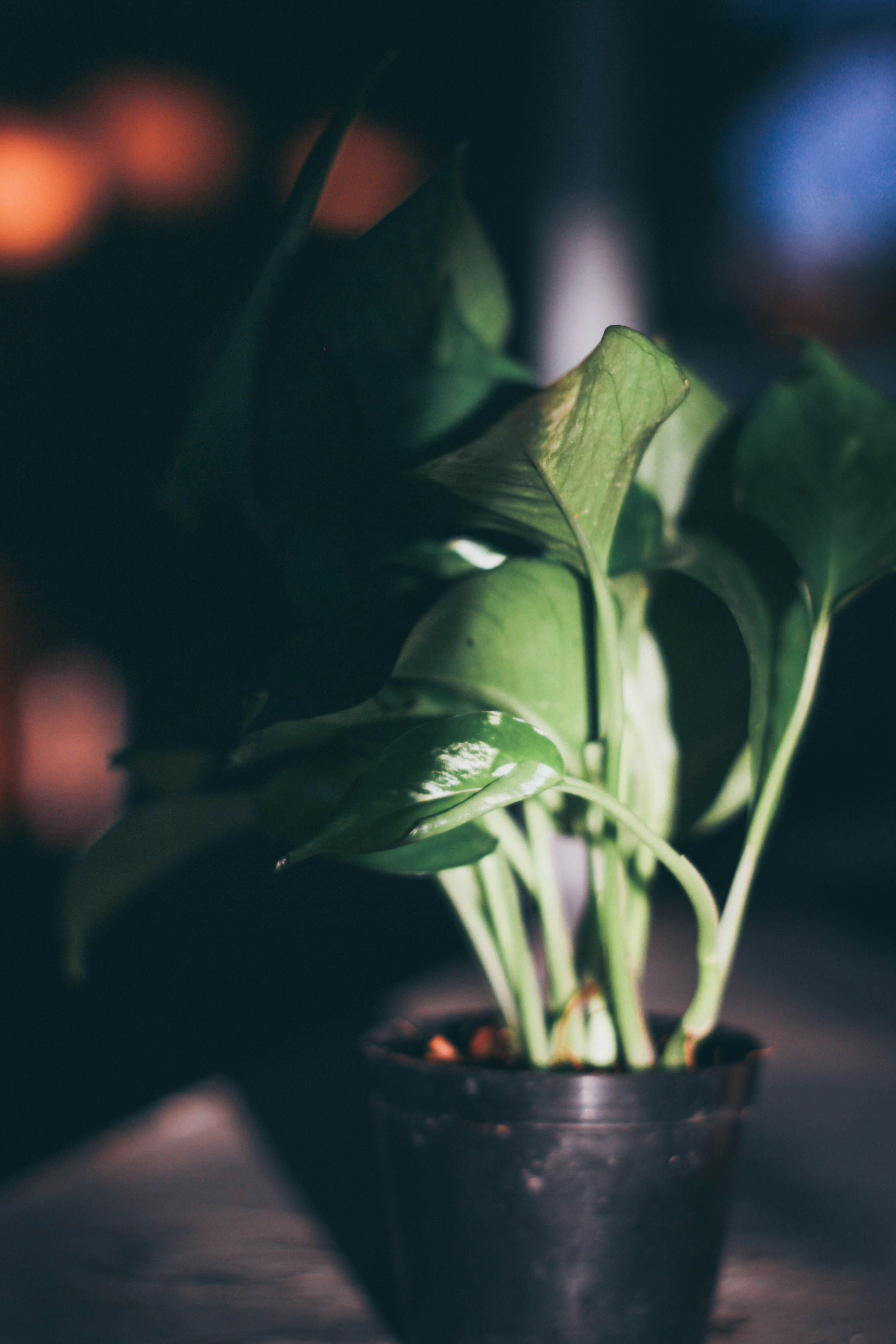 Green leafed plant in black pot photo – Free Plant Image on Unsplash
