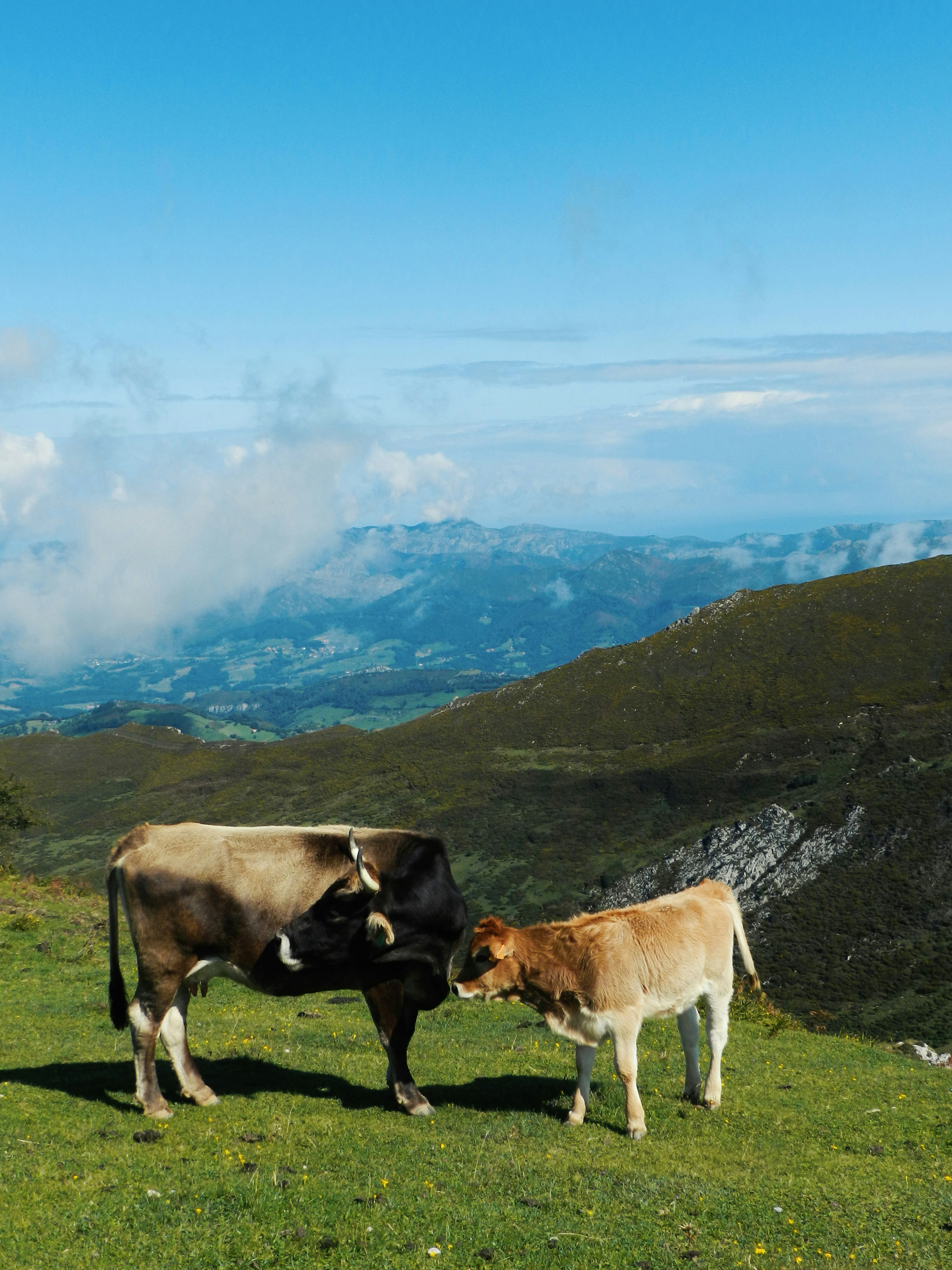 A mother cow nuzzles her calf on a lush green hillside, with a panoramic view of rolling mountains and a clear blue sky.