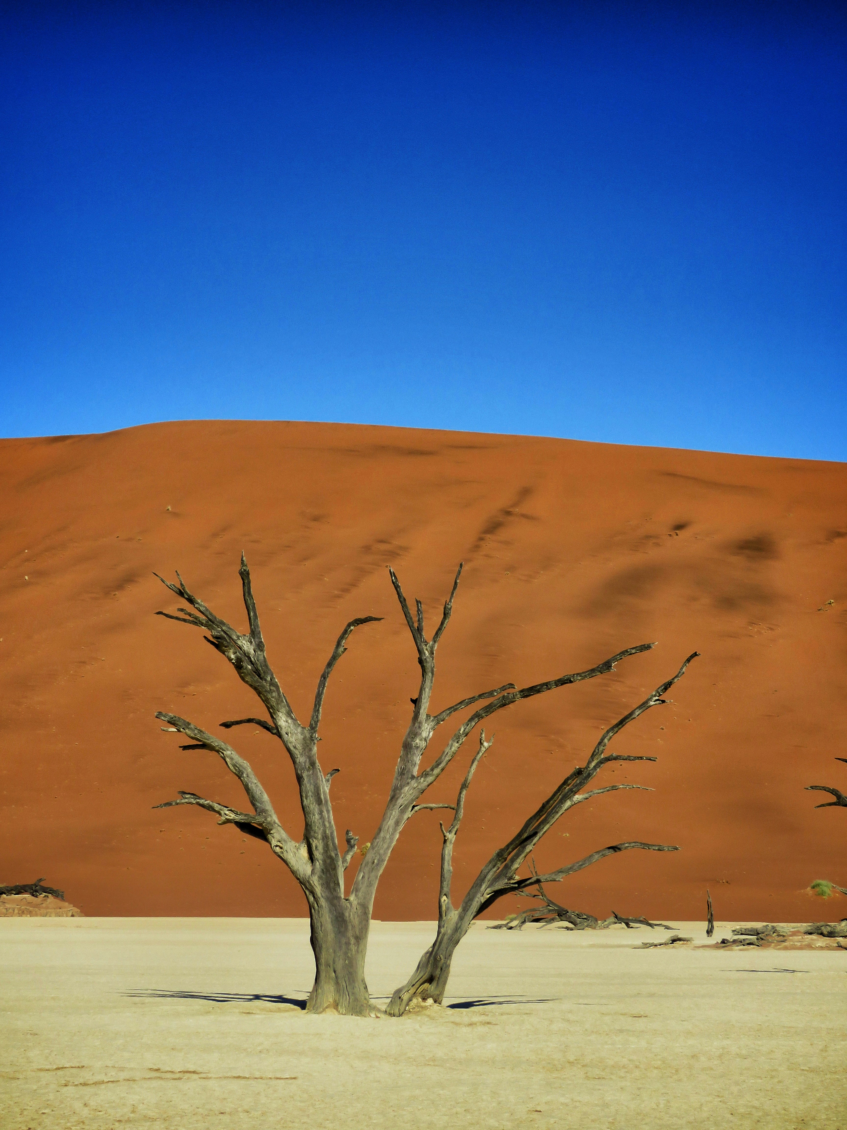 Lonely, gnarled tree stands against a backdrop of vibrant red dunes and a clear blue sky, showcasing the stark beauty of a desert environment.