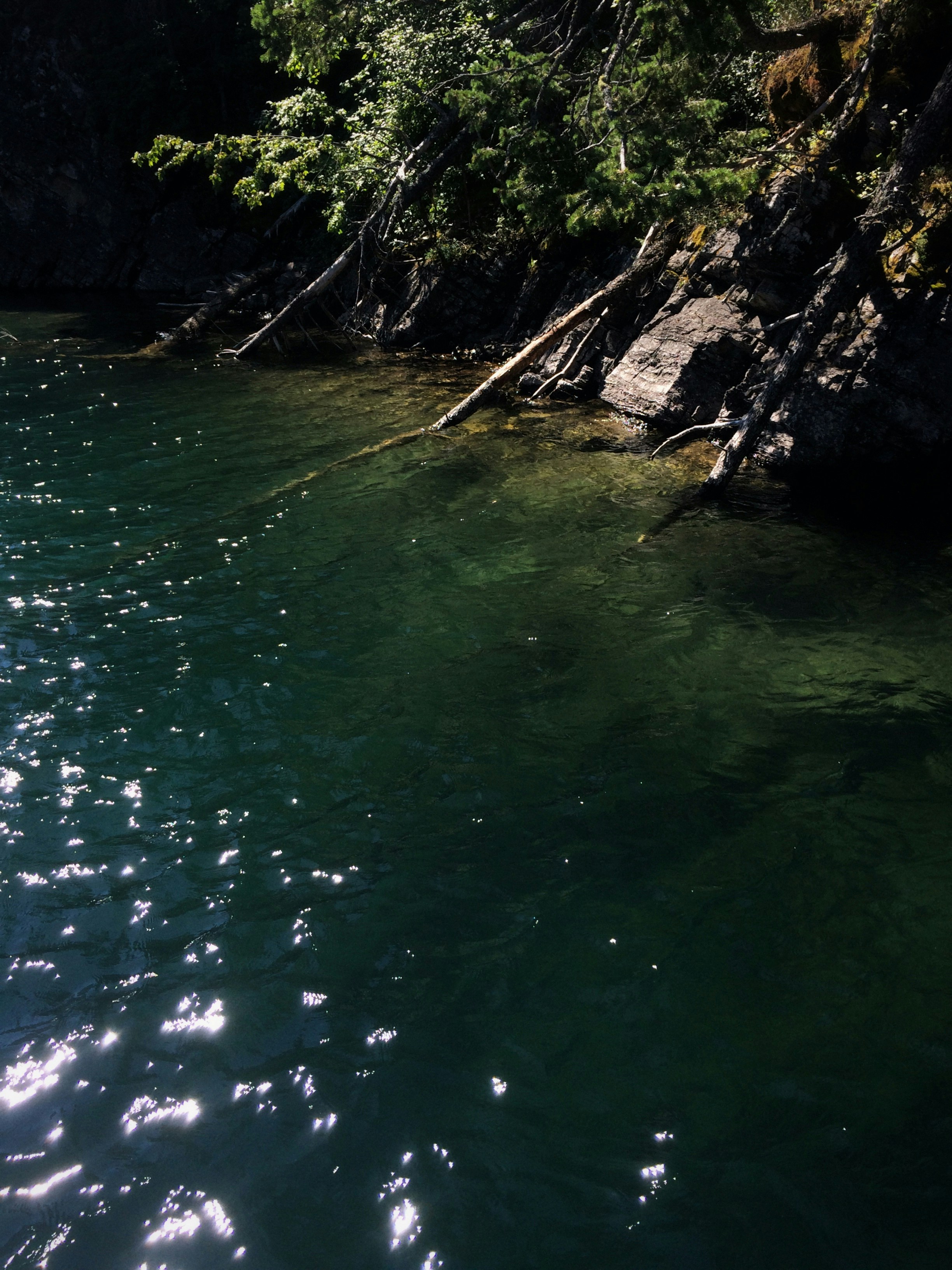 Emerald Quiet: Sunlit Ripples Along a Timbered Shore