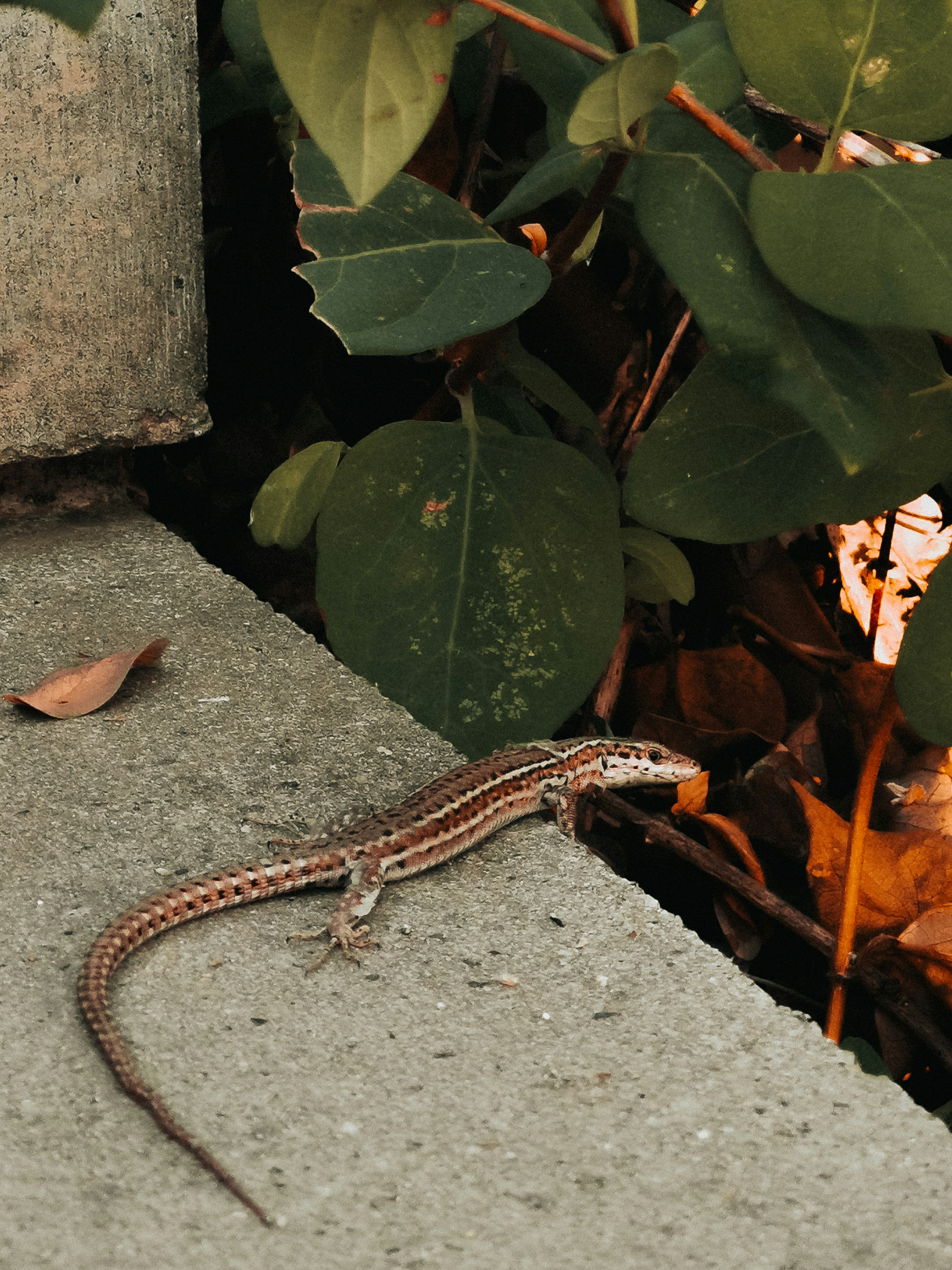 brown lizard