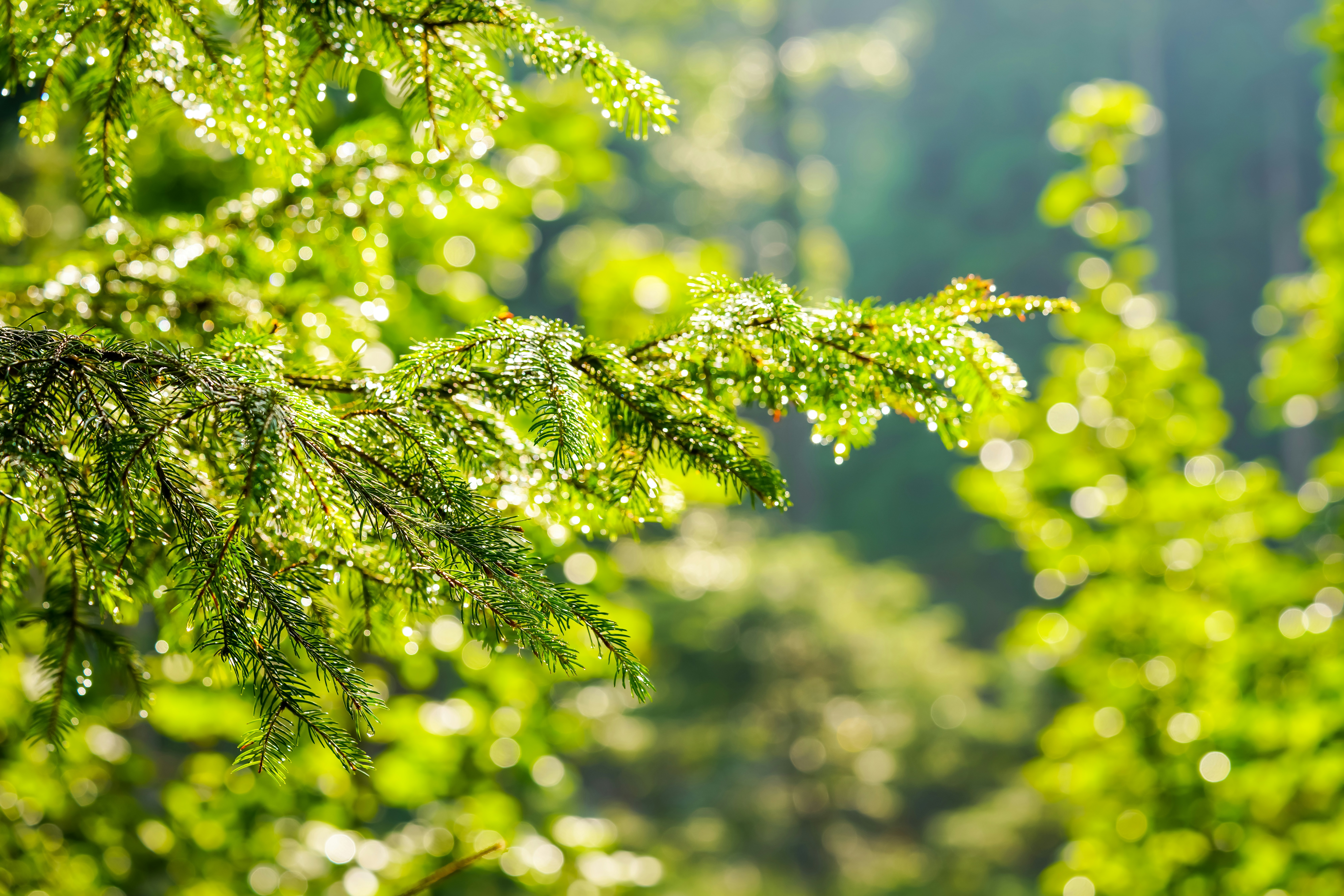 Green leaf tree photo – Free Forest Image on Unsplash