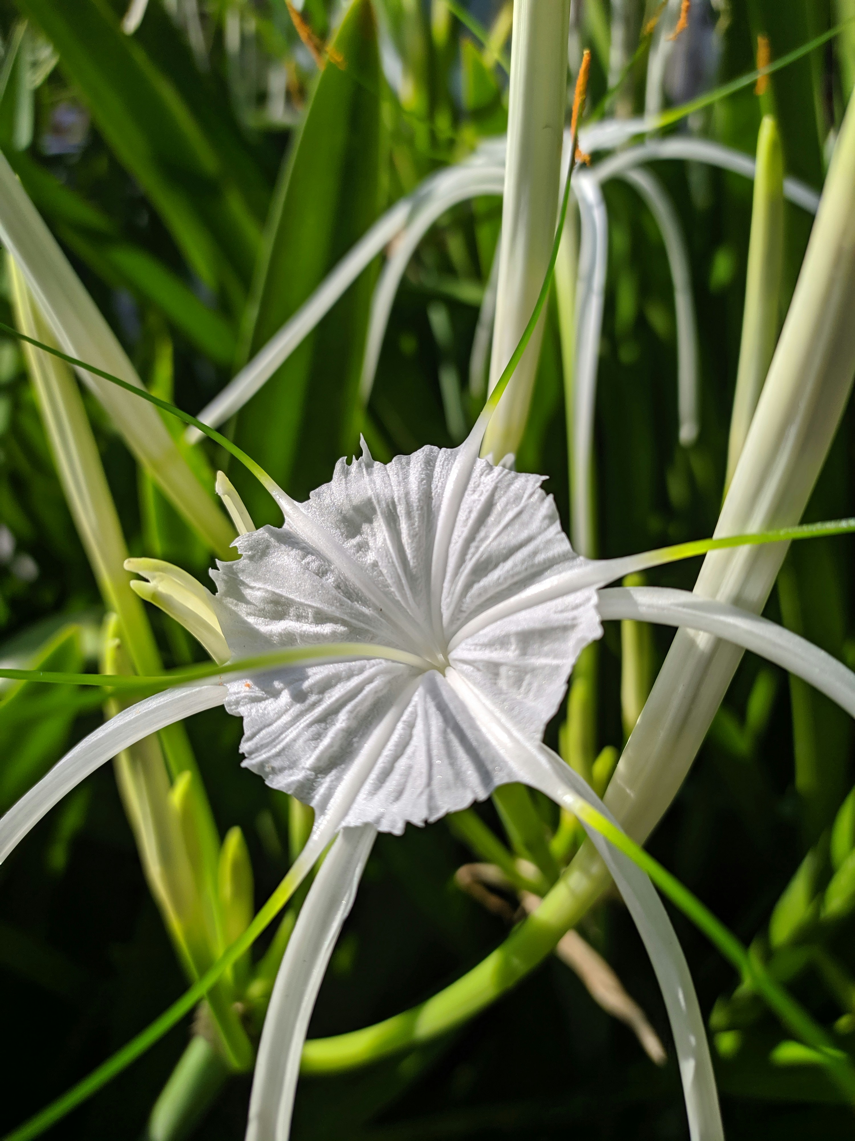 Close-up photograph of a white spider lily with radiating petals against a vivid green background.