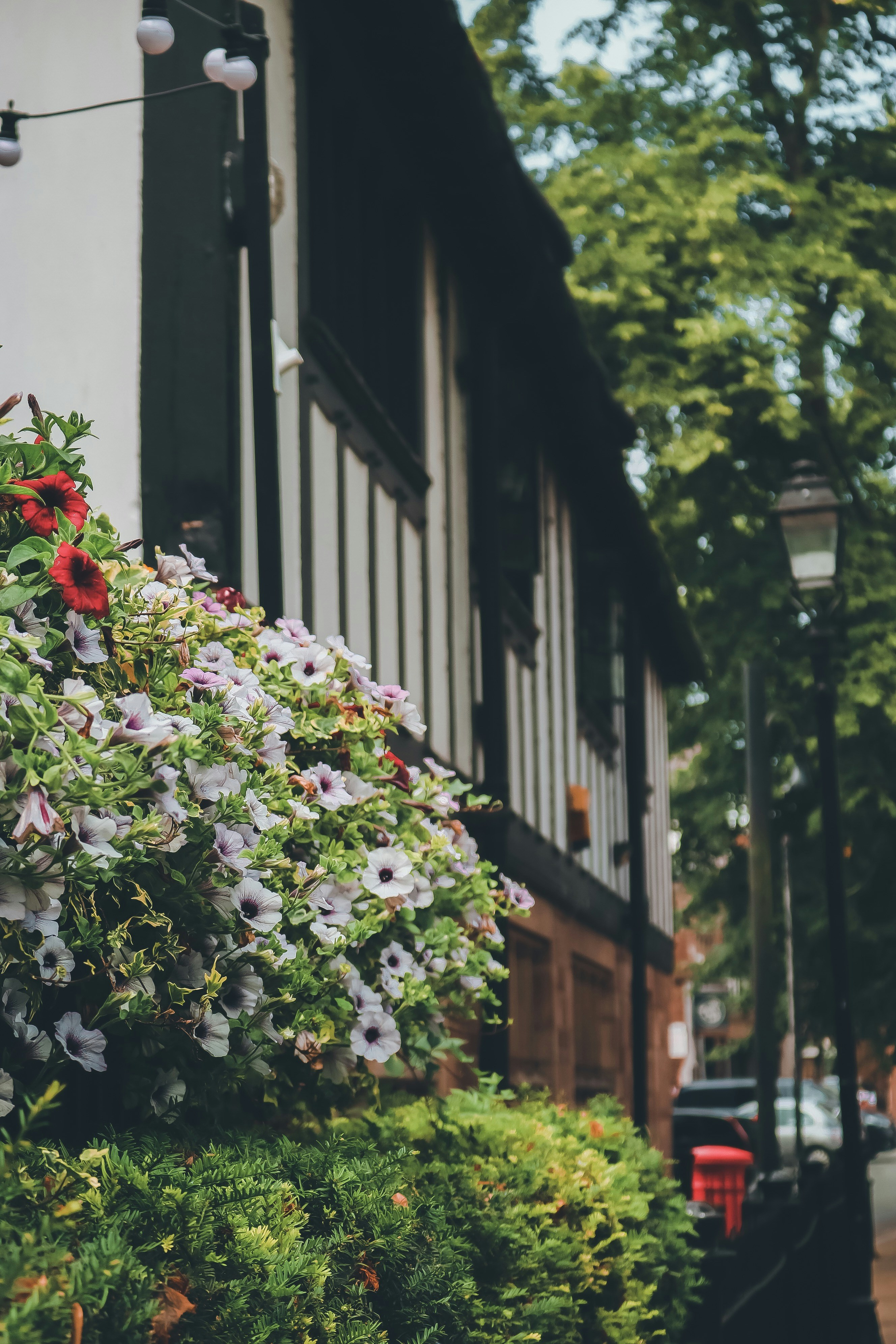 Vibrant flowers cascade over a lush green hedge, framing a charming half-timbered building under dappled sunlight.