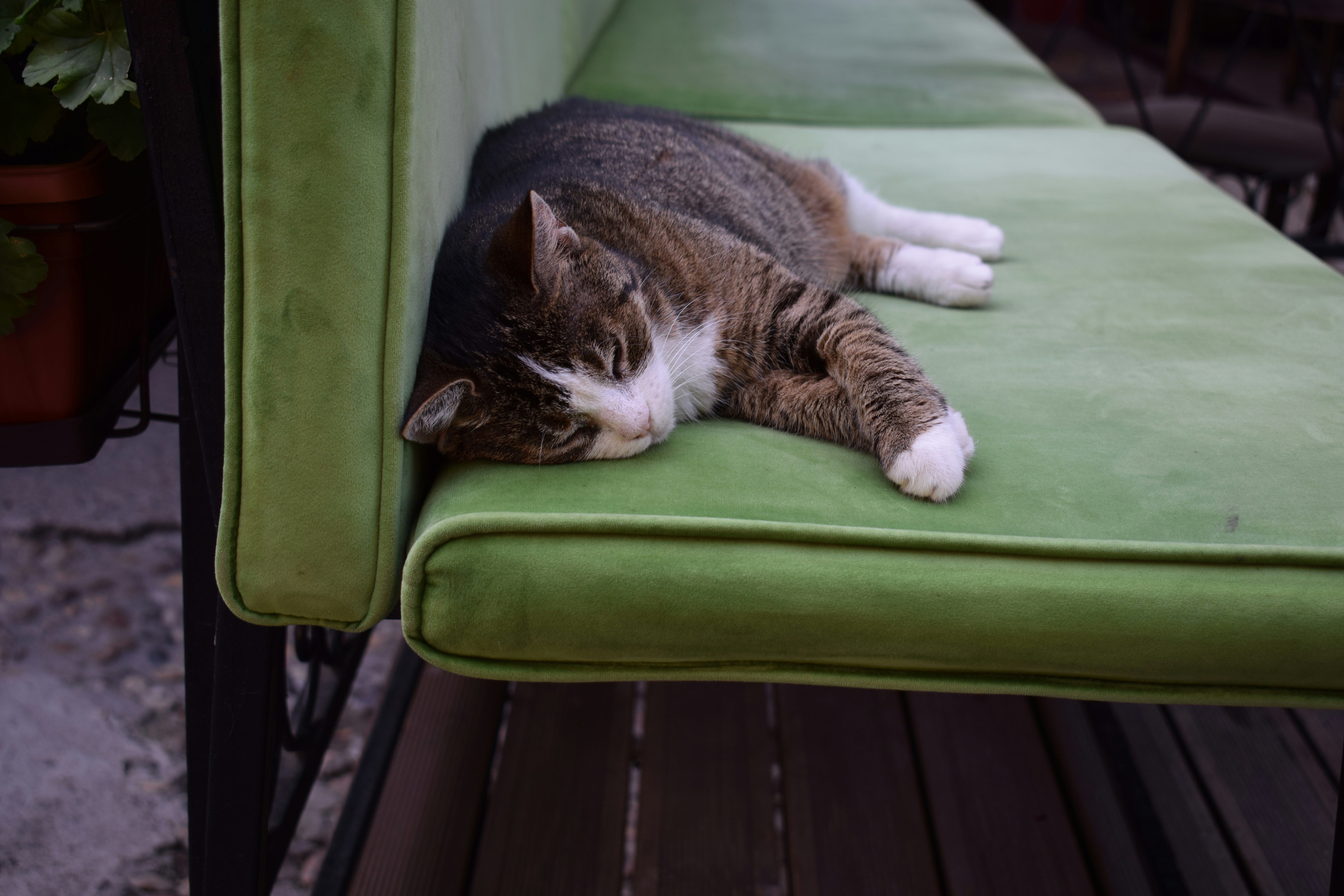 brown tabby cat