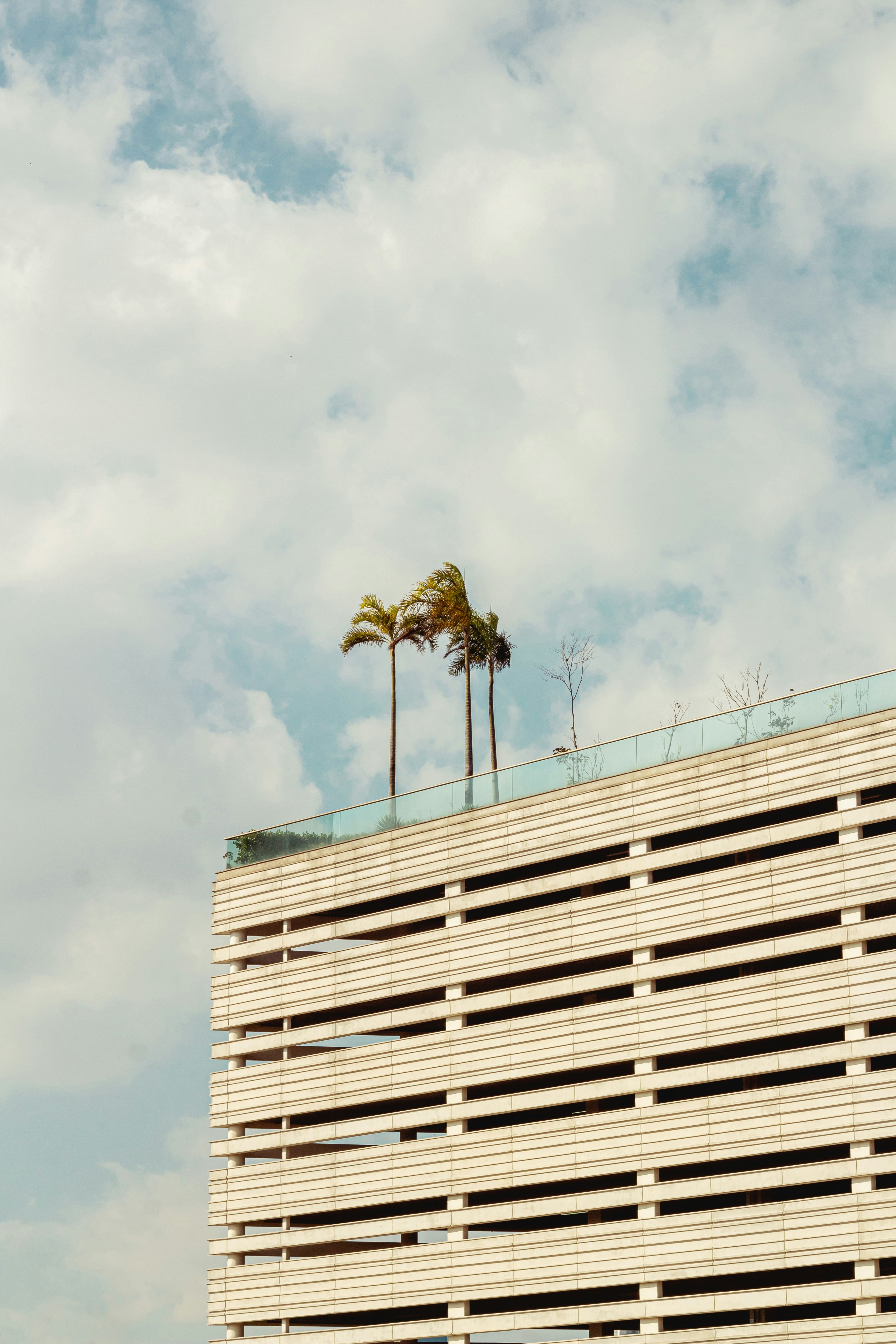 Palm Sentinels Above a Slatted Roof
