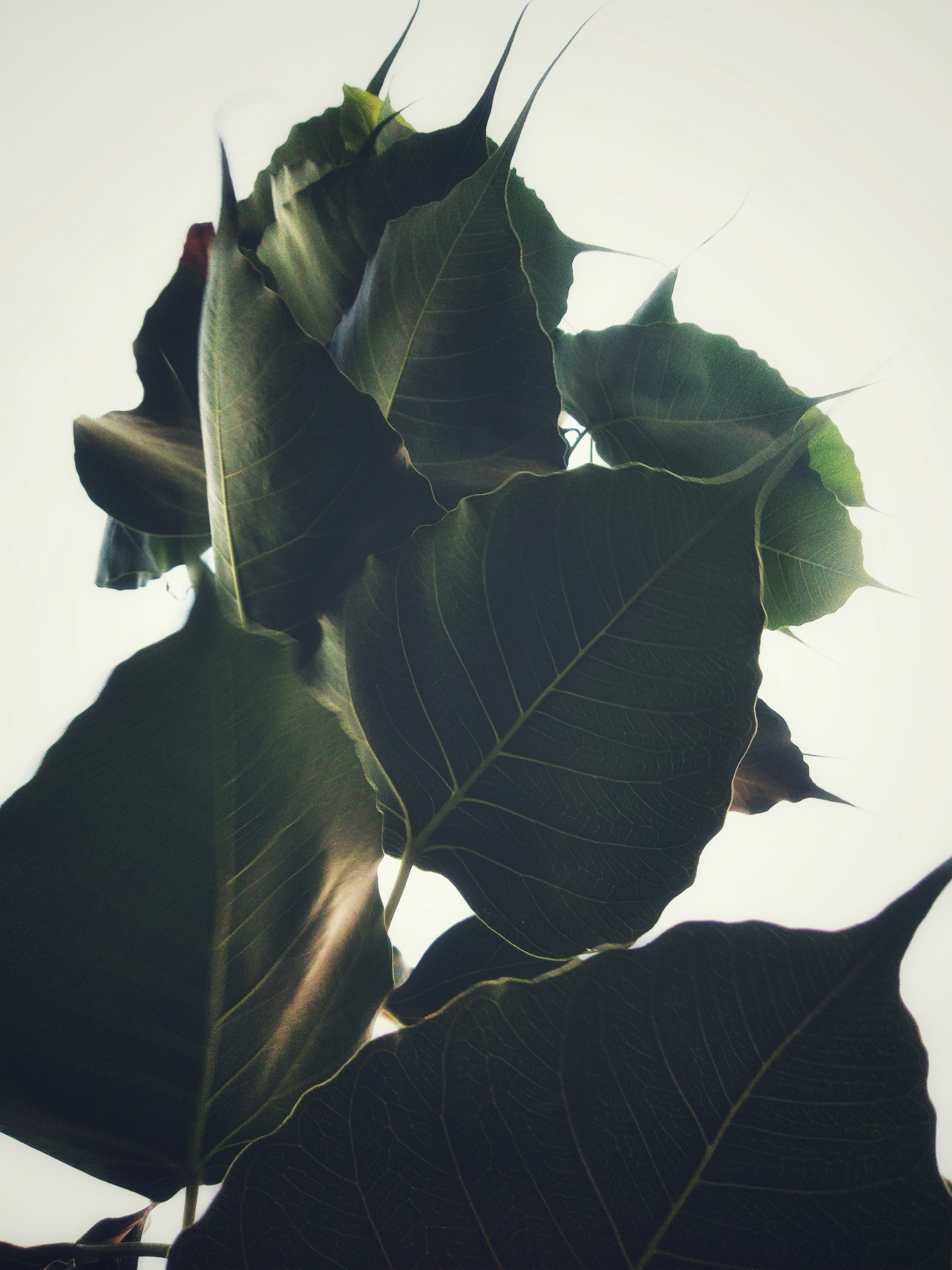 Backlit Veins: A Close-Up Portrait of Leaves in Soft Light