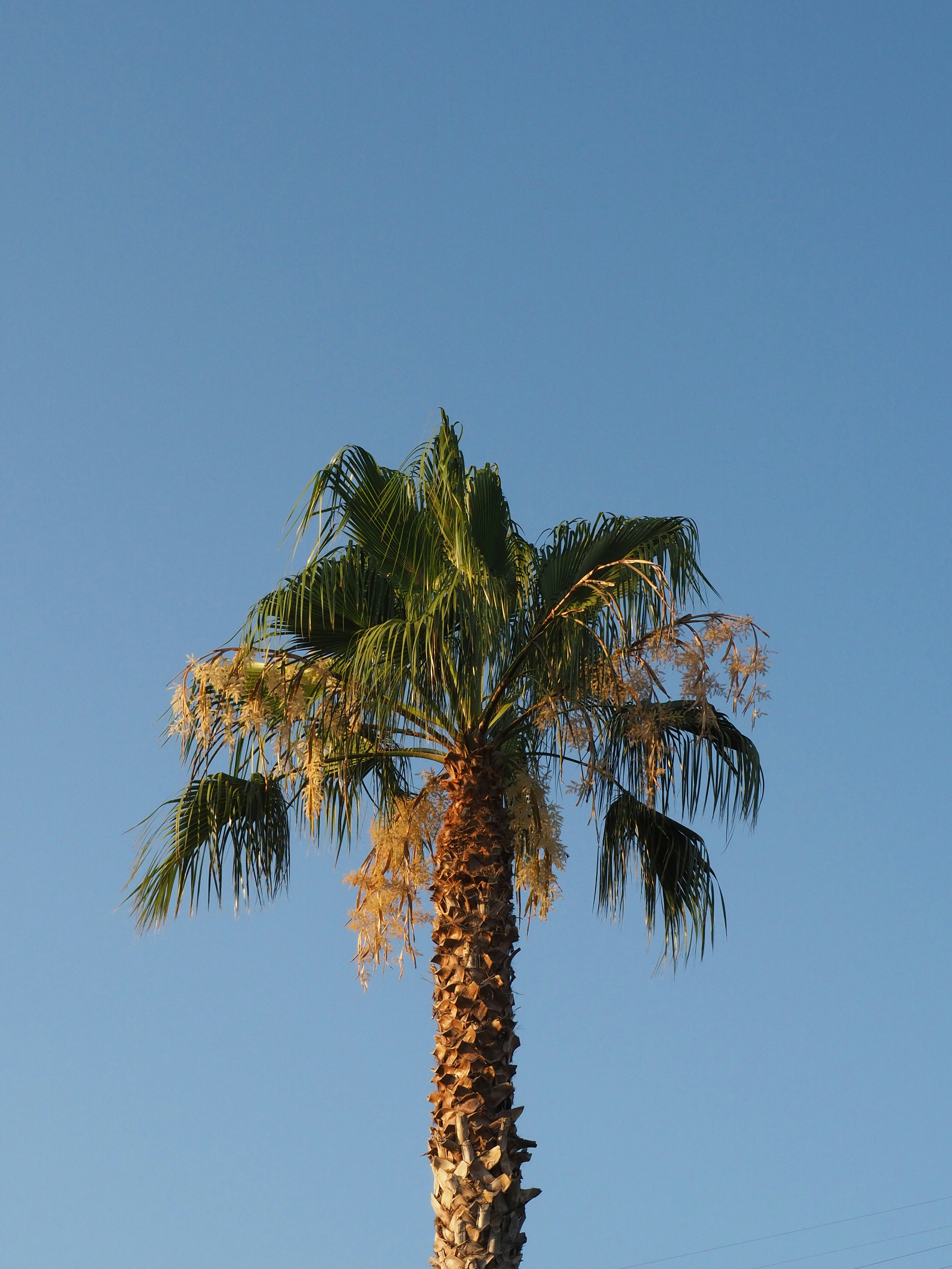 A tall palm tree reaching towards a clear blue sky, showcasing its vibrant green fronds and textured trunk.