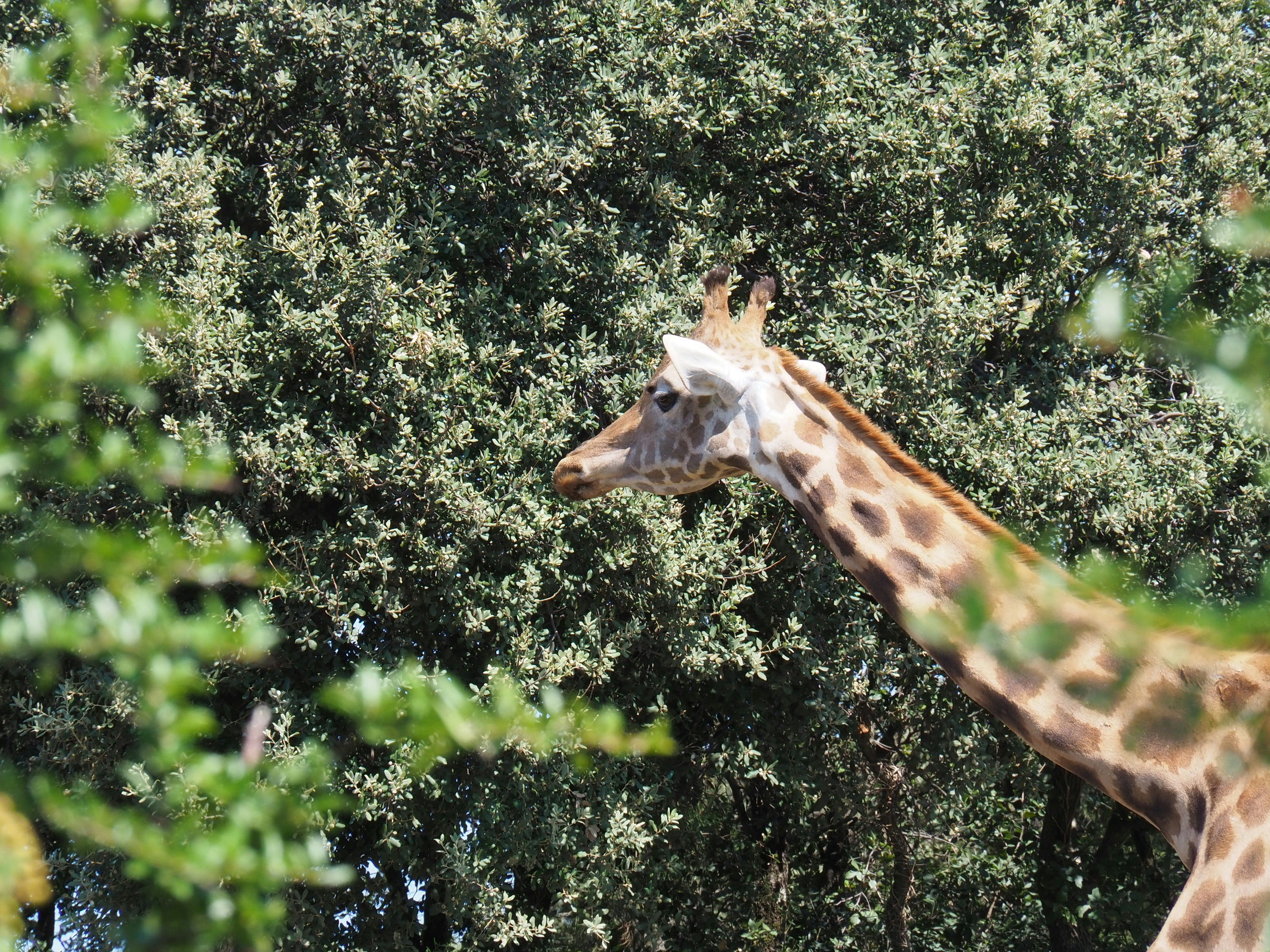 Giraffe Through the Canopy: A Sunlit Portrait