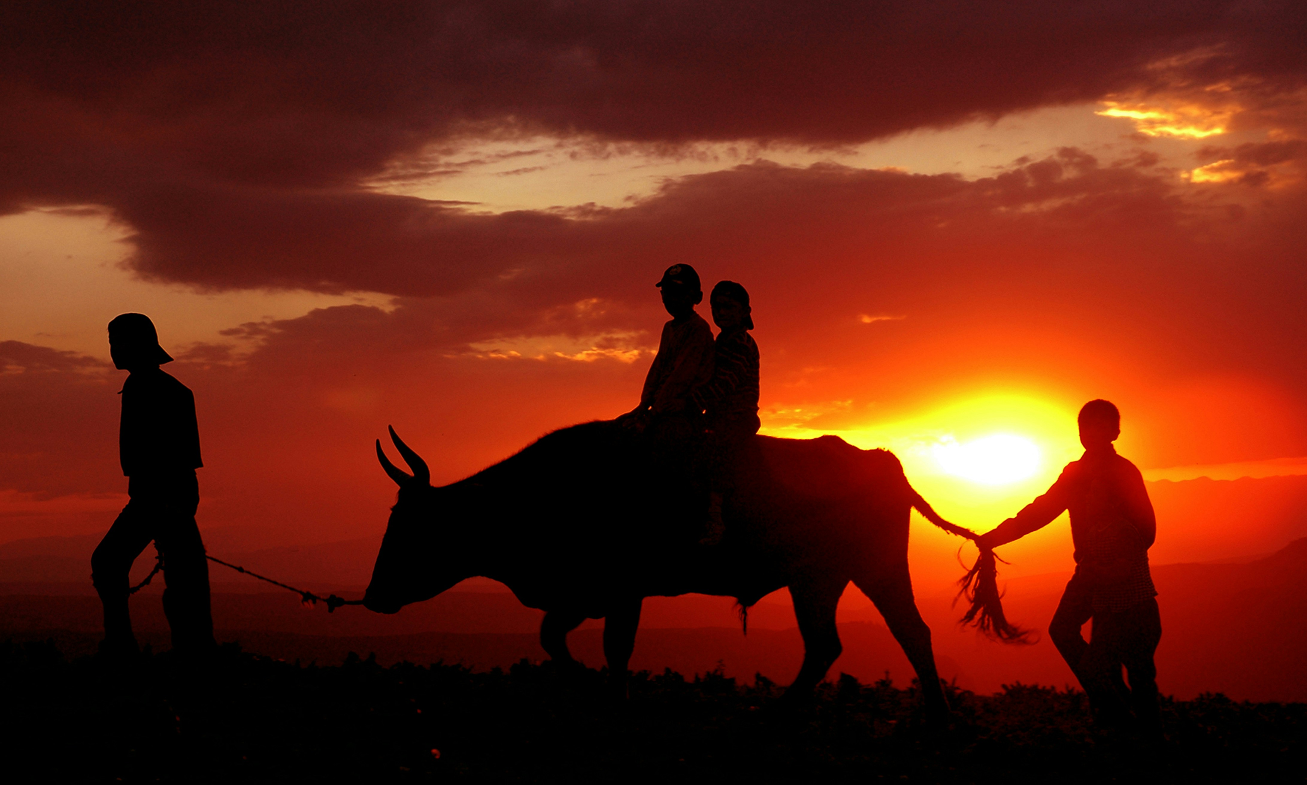 Silhouette of person riding on water buffalo photo – Free Human Image ...
