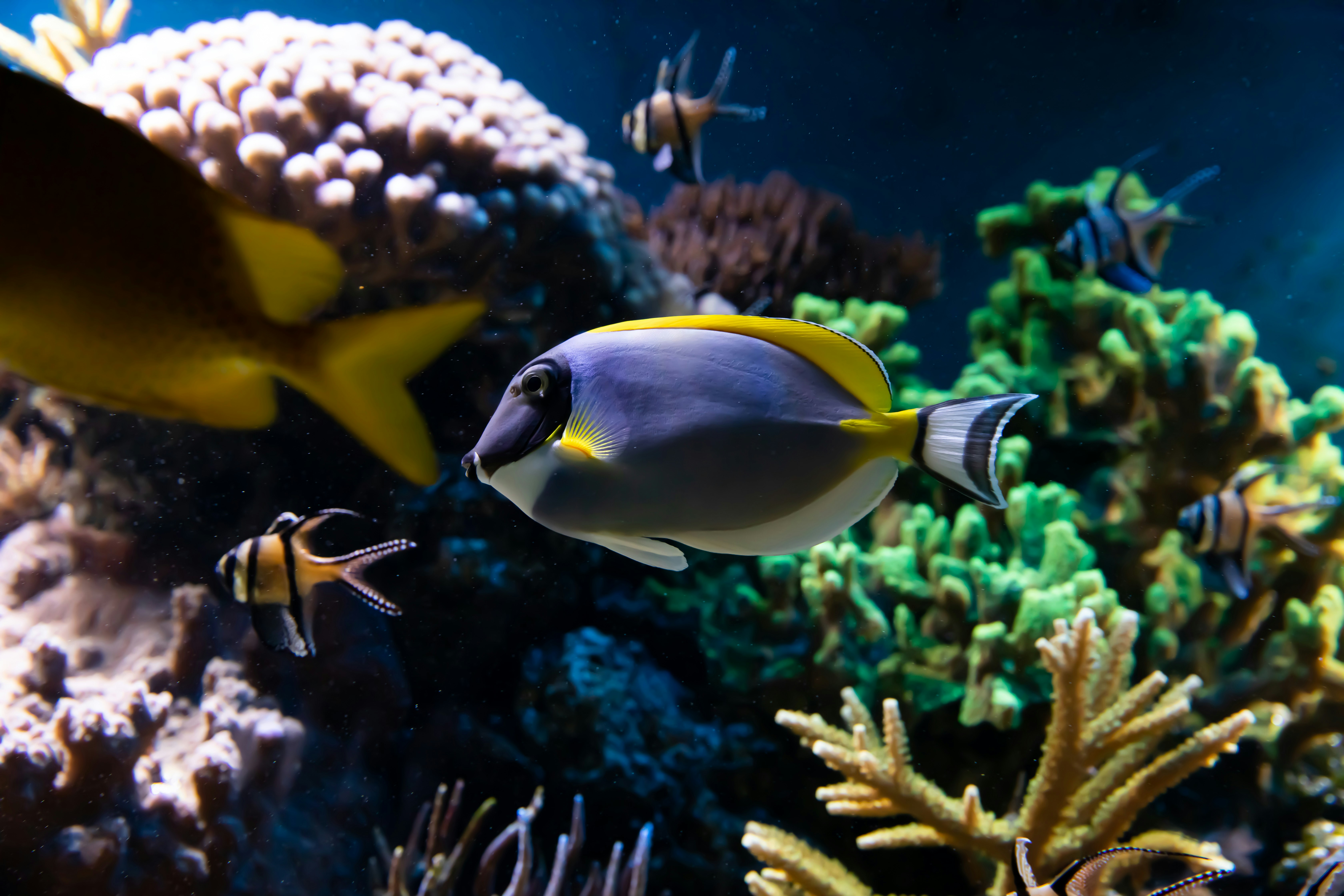 Tropical Fish Pictures | Download Free Images on Unsplash