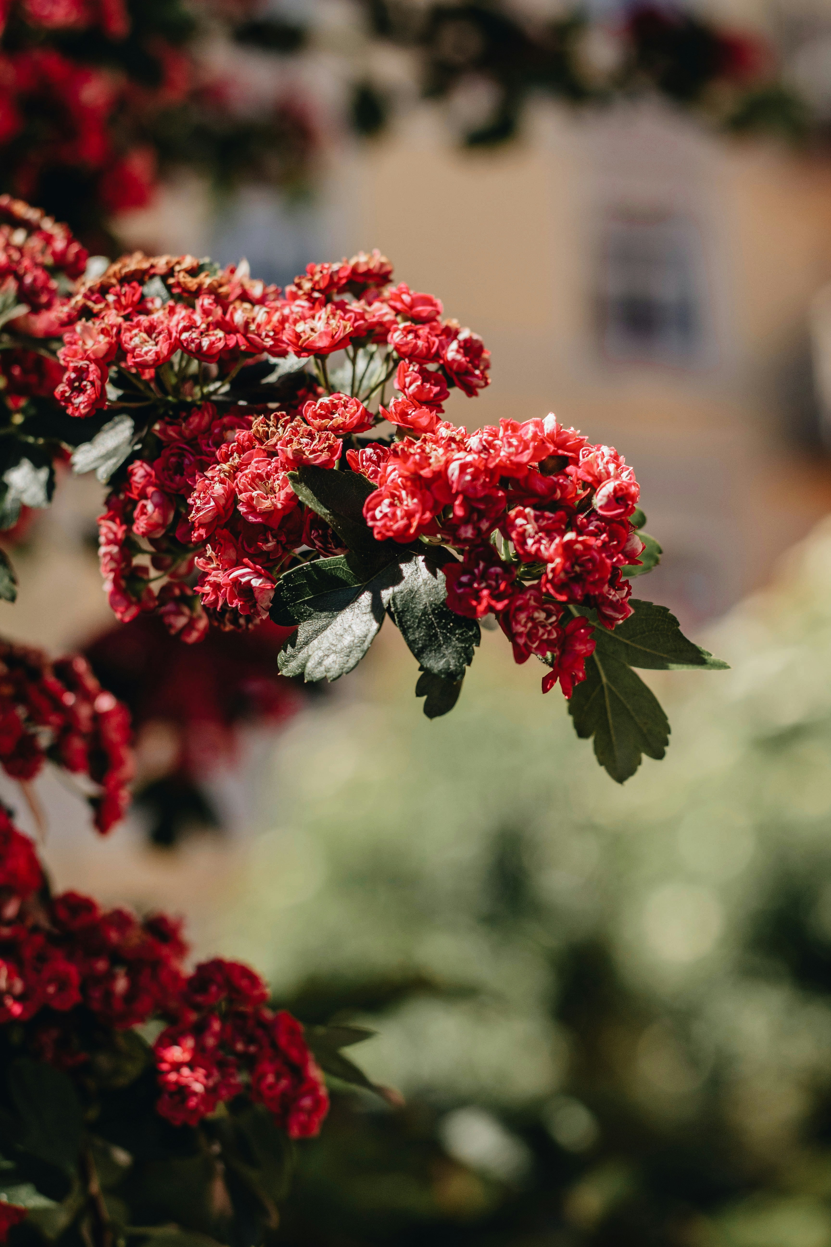 Crimson Clusters in Soft Focus: Close-Up of Garden Blooms