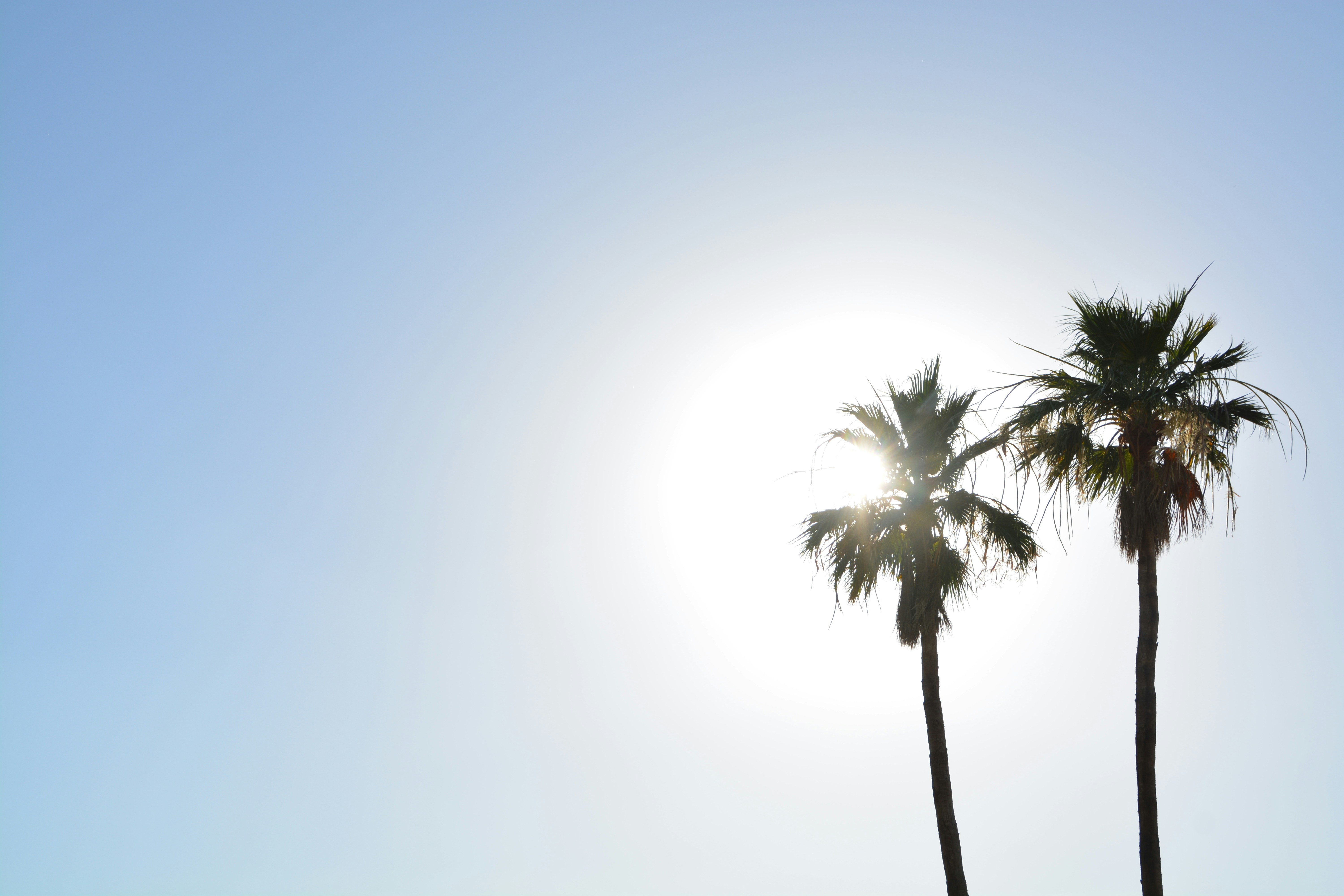 Two palm trees silhouetted against a bright sun in a clear blue sky.