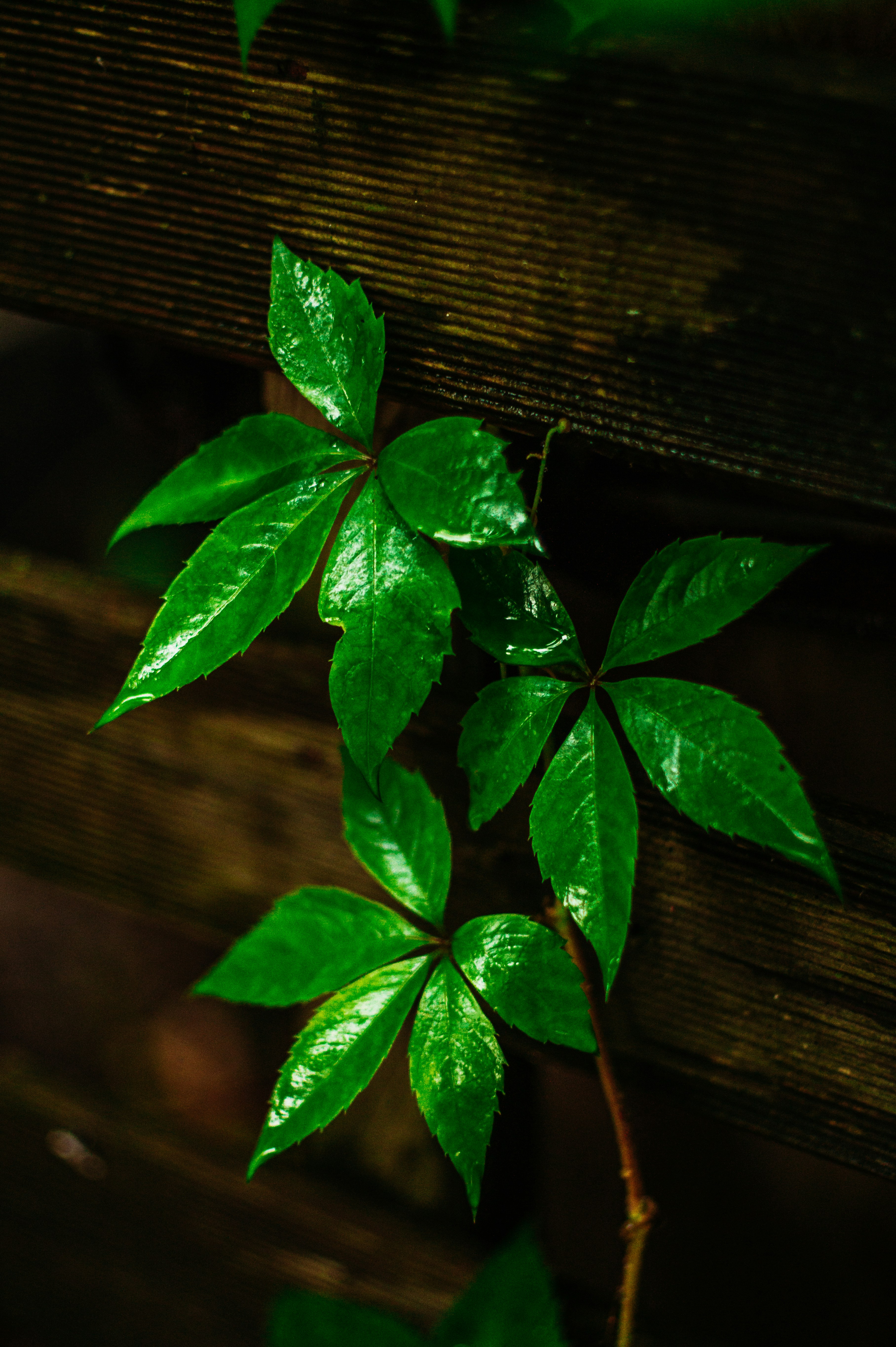 Emerald Palmate on Weathered Wood: A Close-Up of Glossy Virginia Creeper