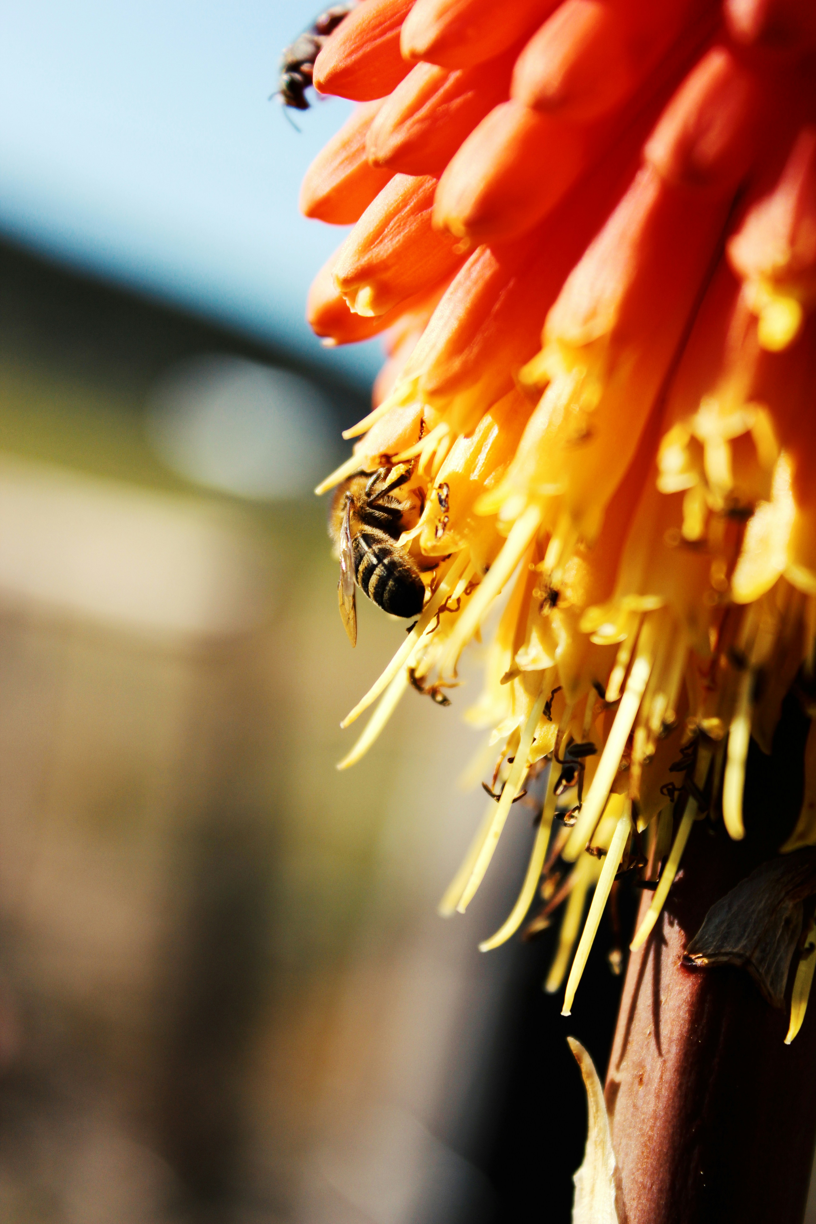 Bee on a Flame: Macro Portrait of Pollination on Orange Bloom