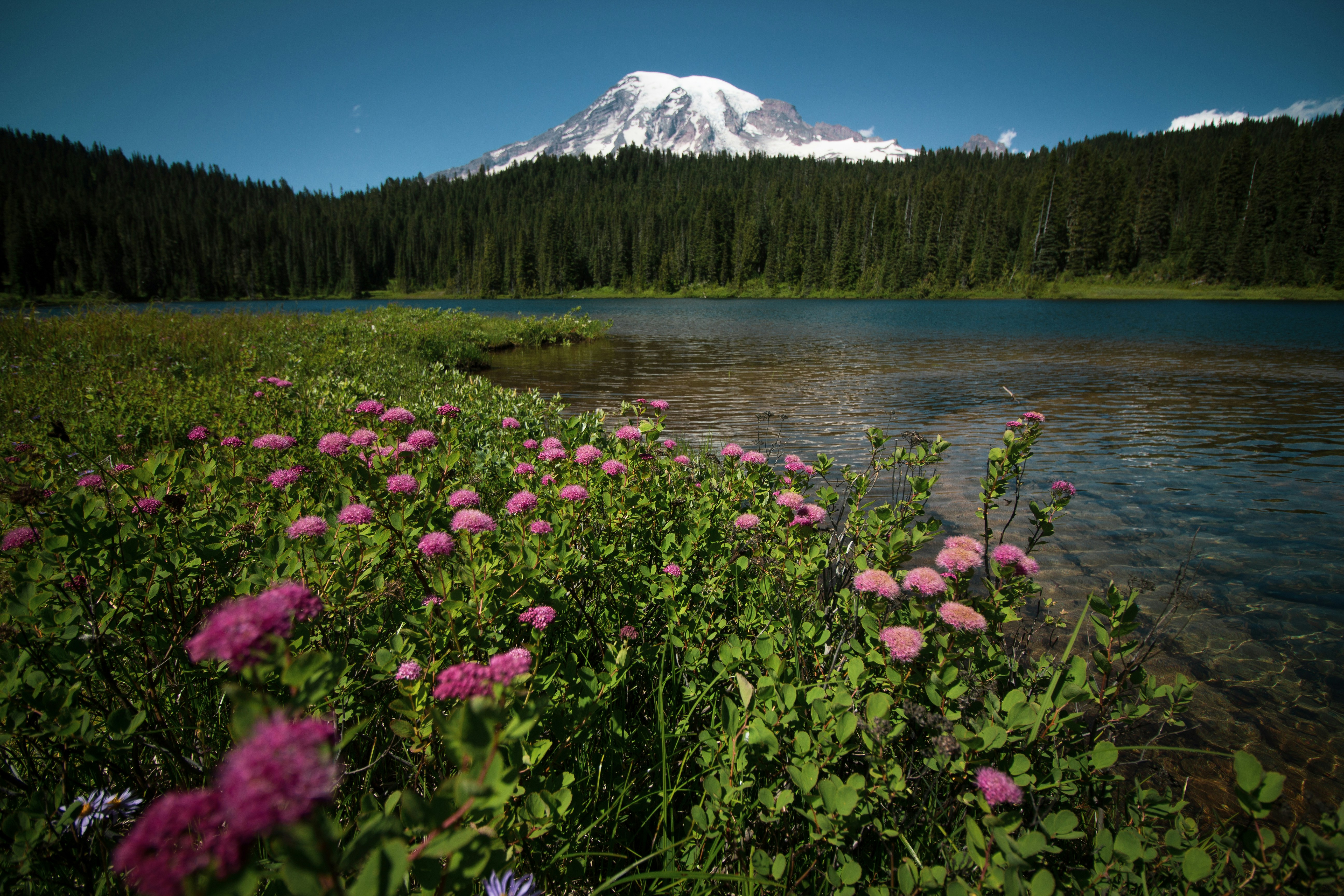 Pink wildflowers by a clear lake with a snow-capped mountain in the background.