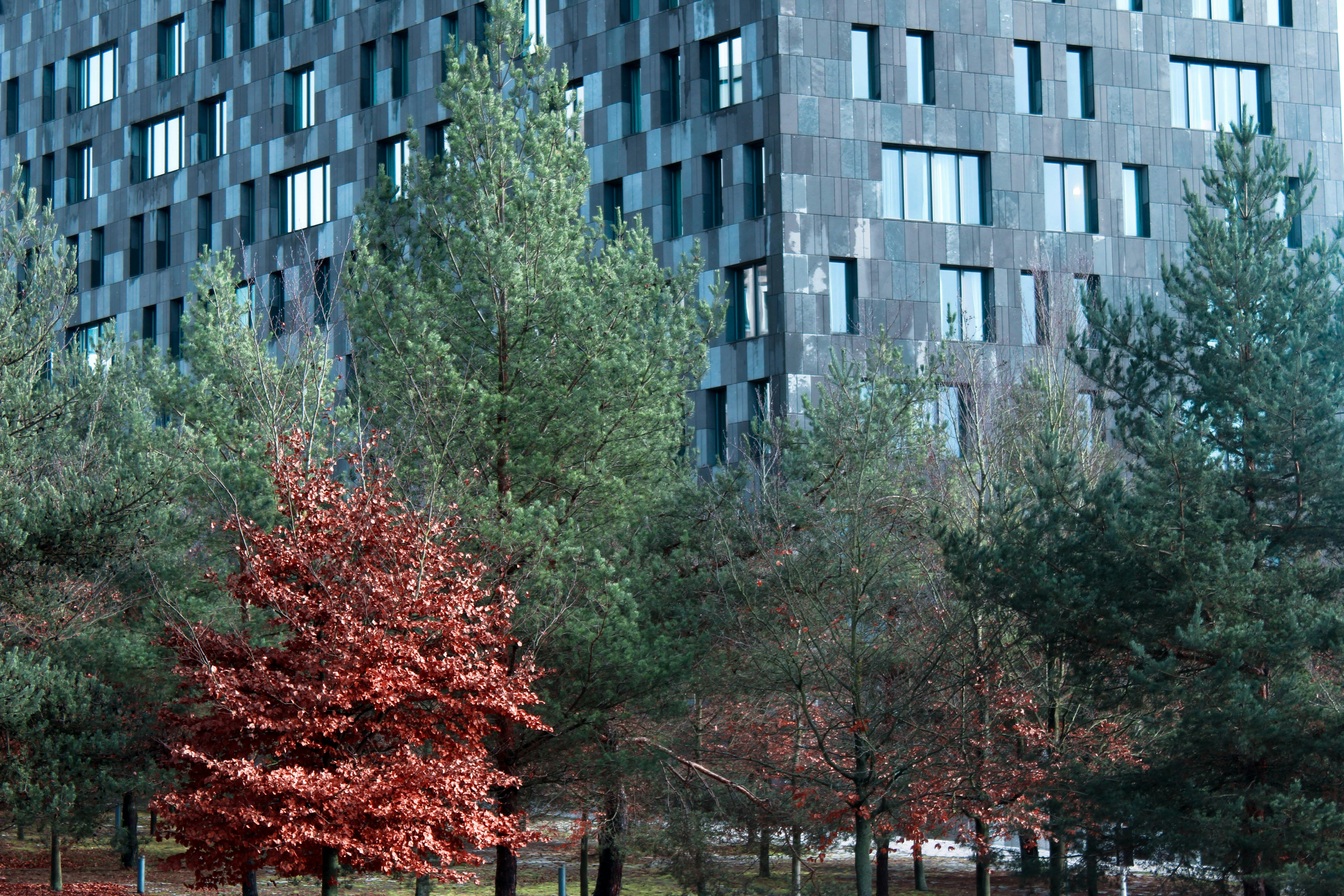 Crimson Tree Framing a Modern Glass Facade