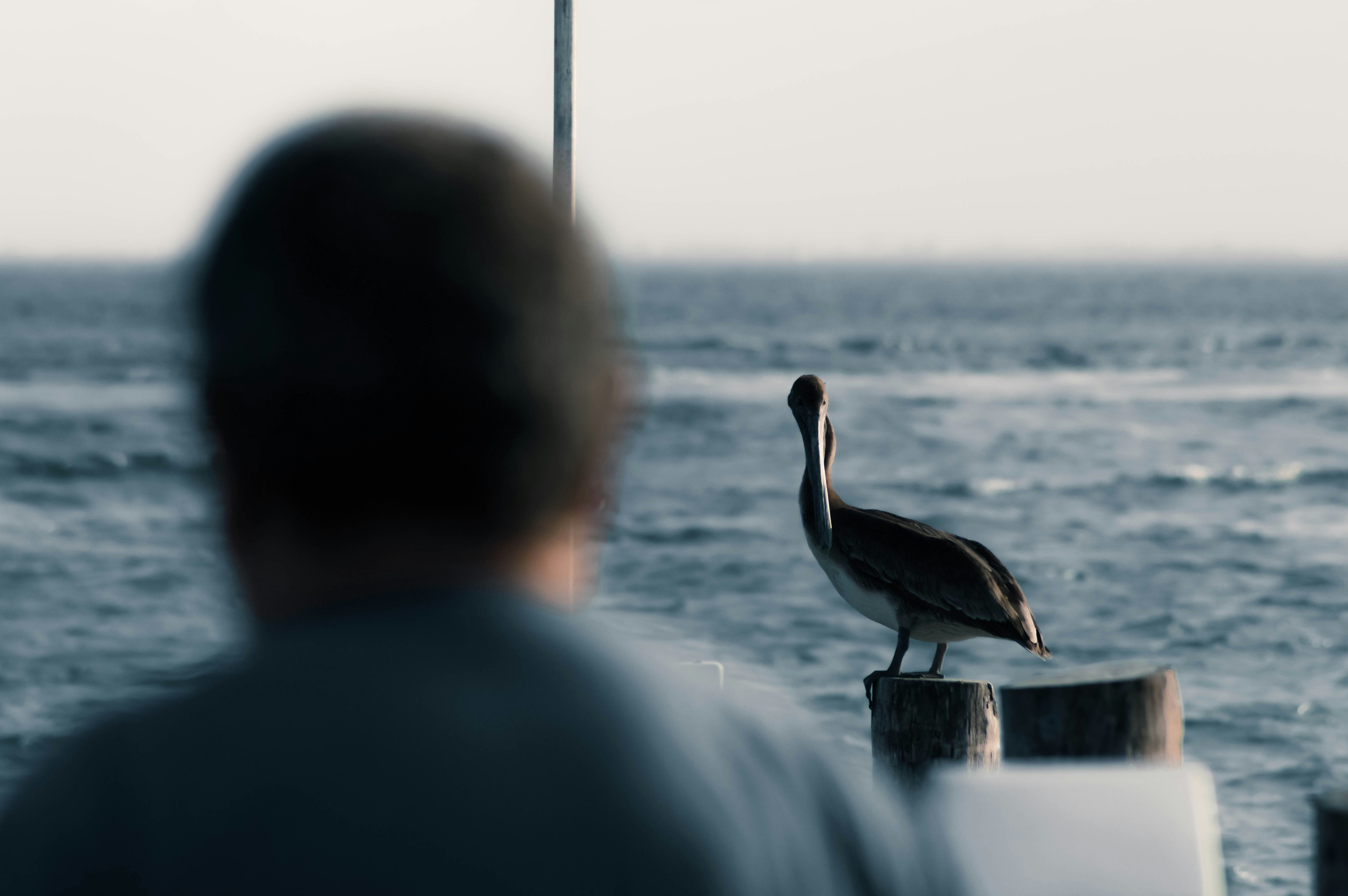 Hung on the Horizon: A Pelican's Quiet Gaze by the Docks