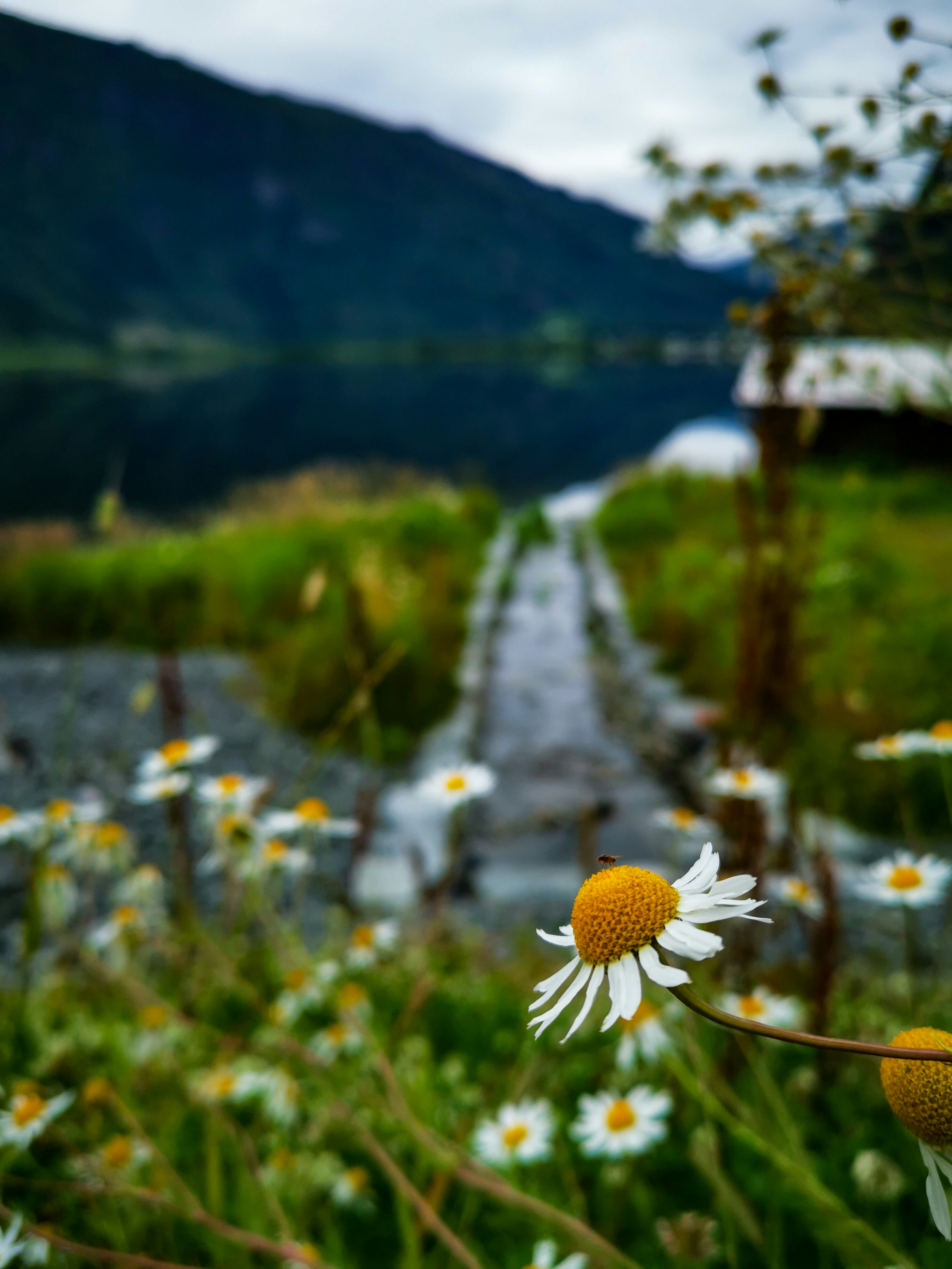 Daisies bloom in the foreground, leading to a tranquil waterway framed by mountains in the background. The scene captures the serene beauty of a natural landscape.