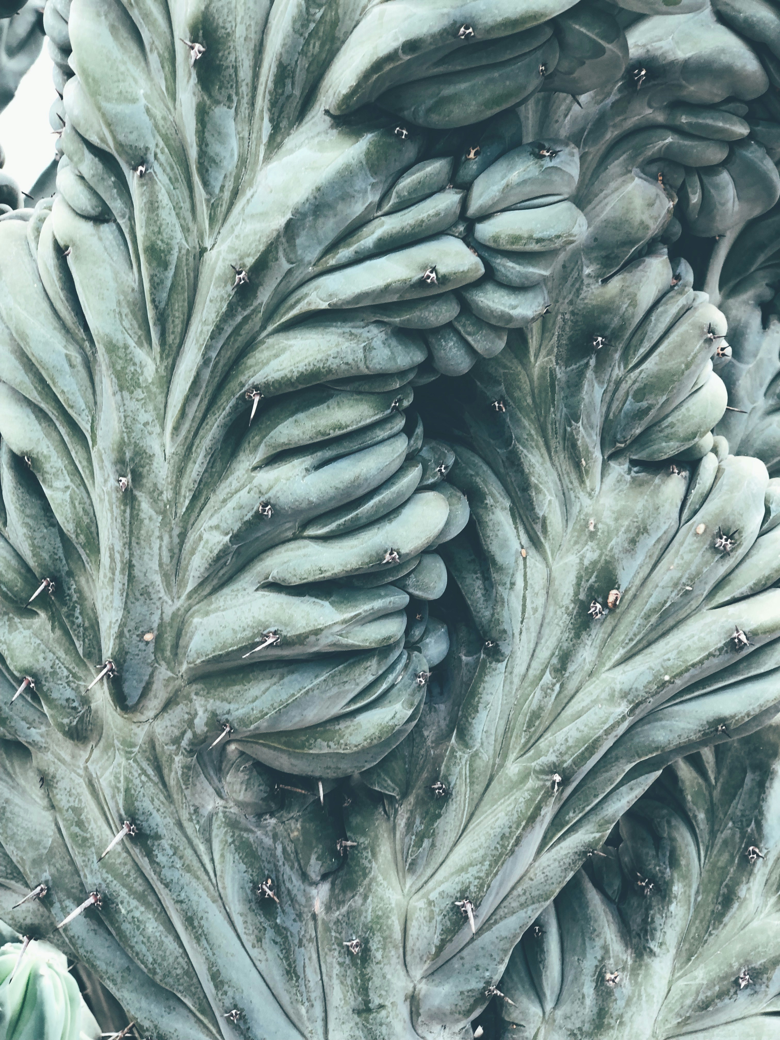 Close-up of a textured cactus showcasing its unique leaf-like formations and sharp spines. The image highlights the natural artistry found in desert flora.