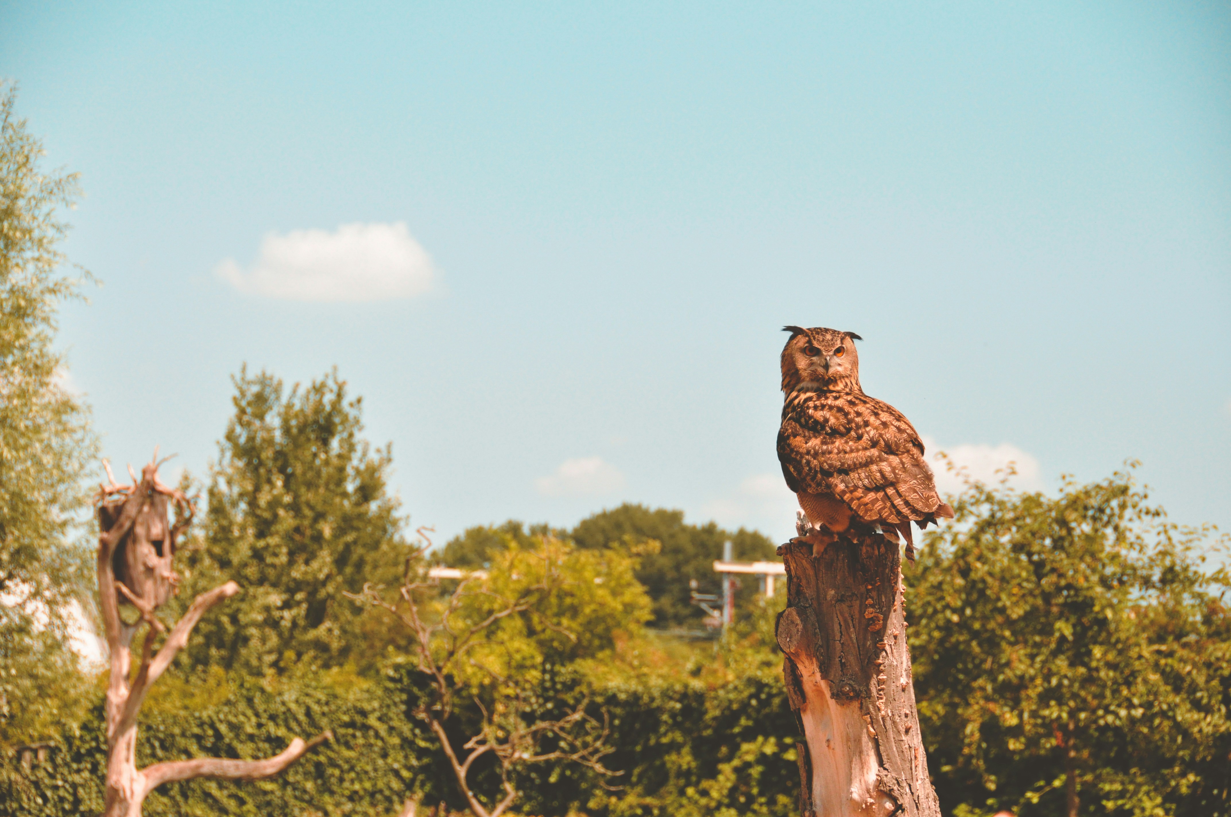 Perched Sentinel on a Weathered Post, Watching a Sunlit Grove