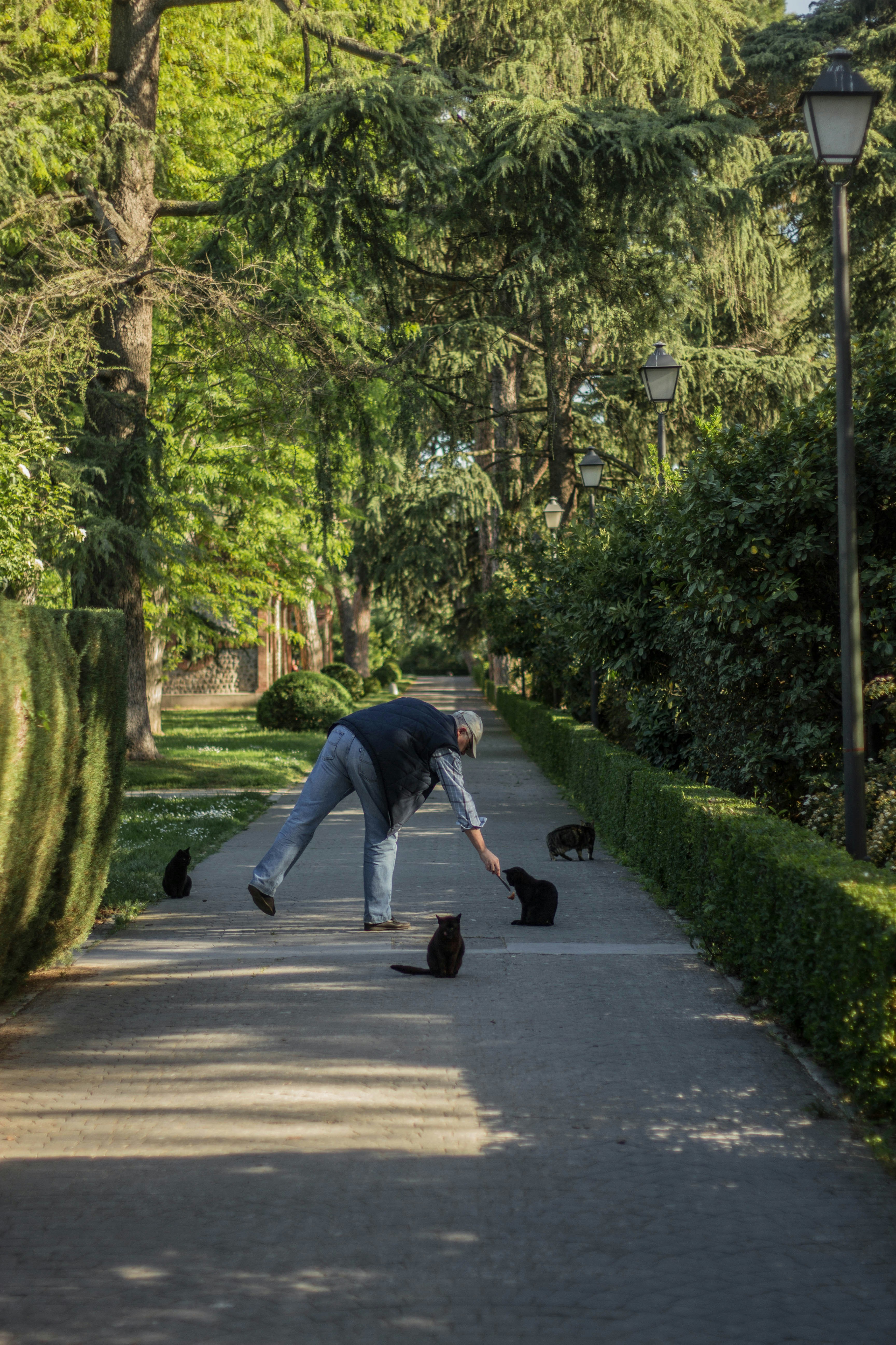 Kindness in the Green Corridor: A Man Shares Treats with Stray Cats