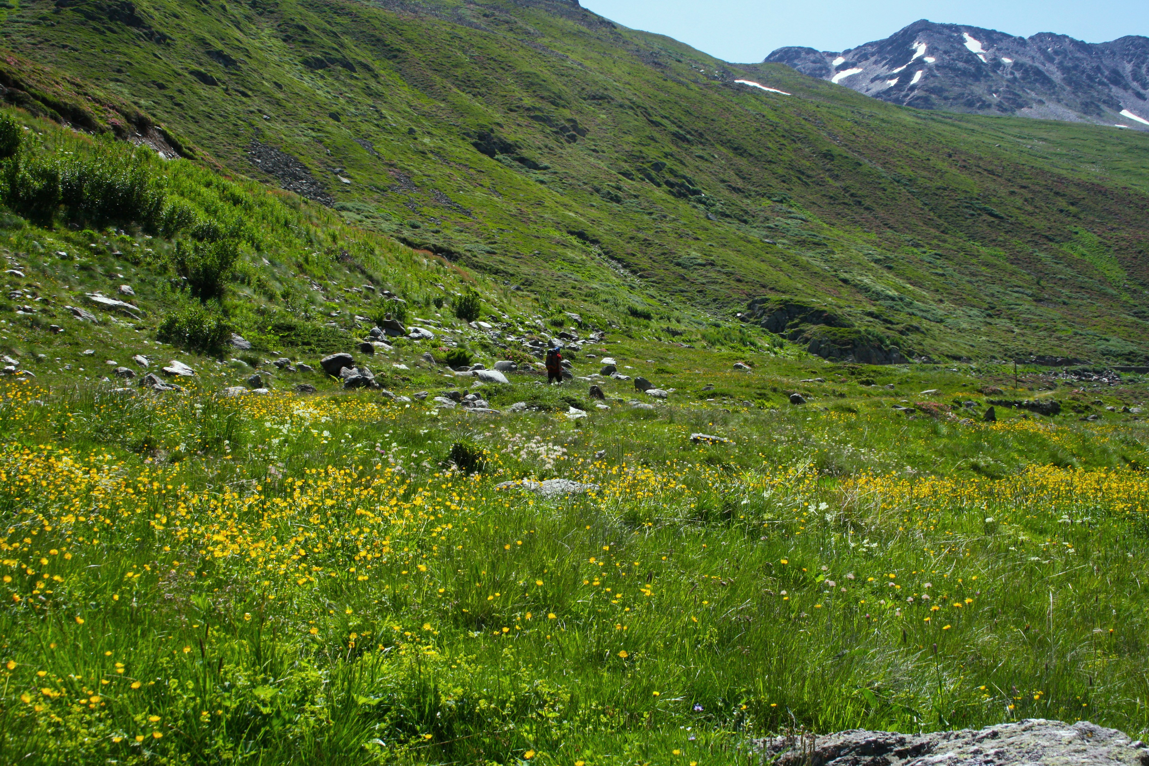 yellow flower field
