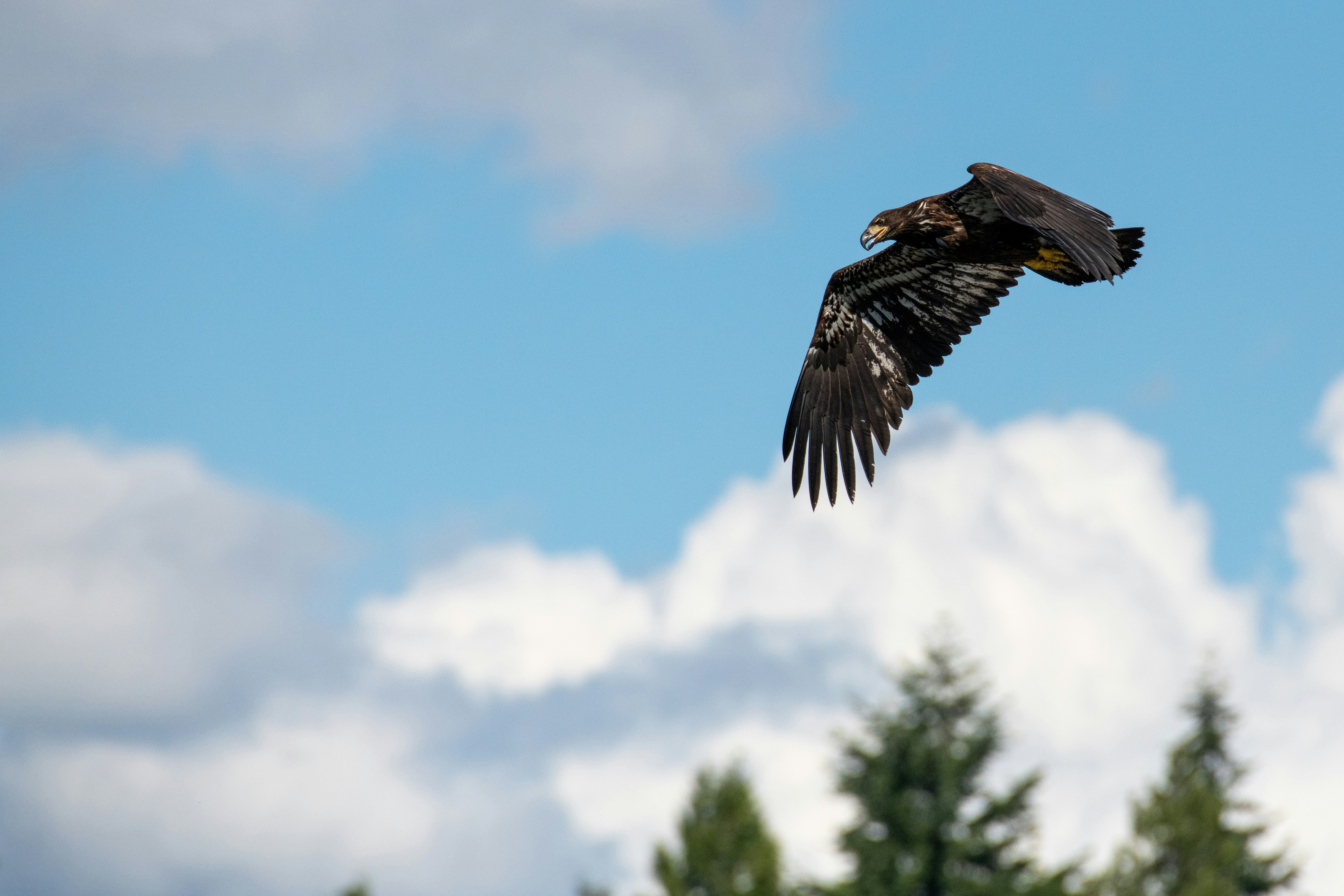 Juvenile Bald Eagle hunting