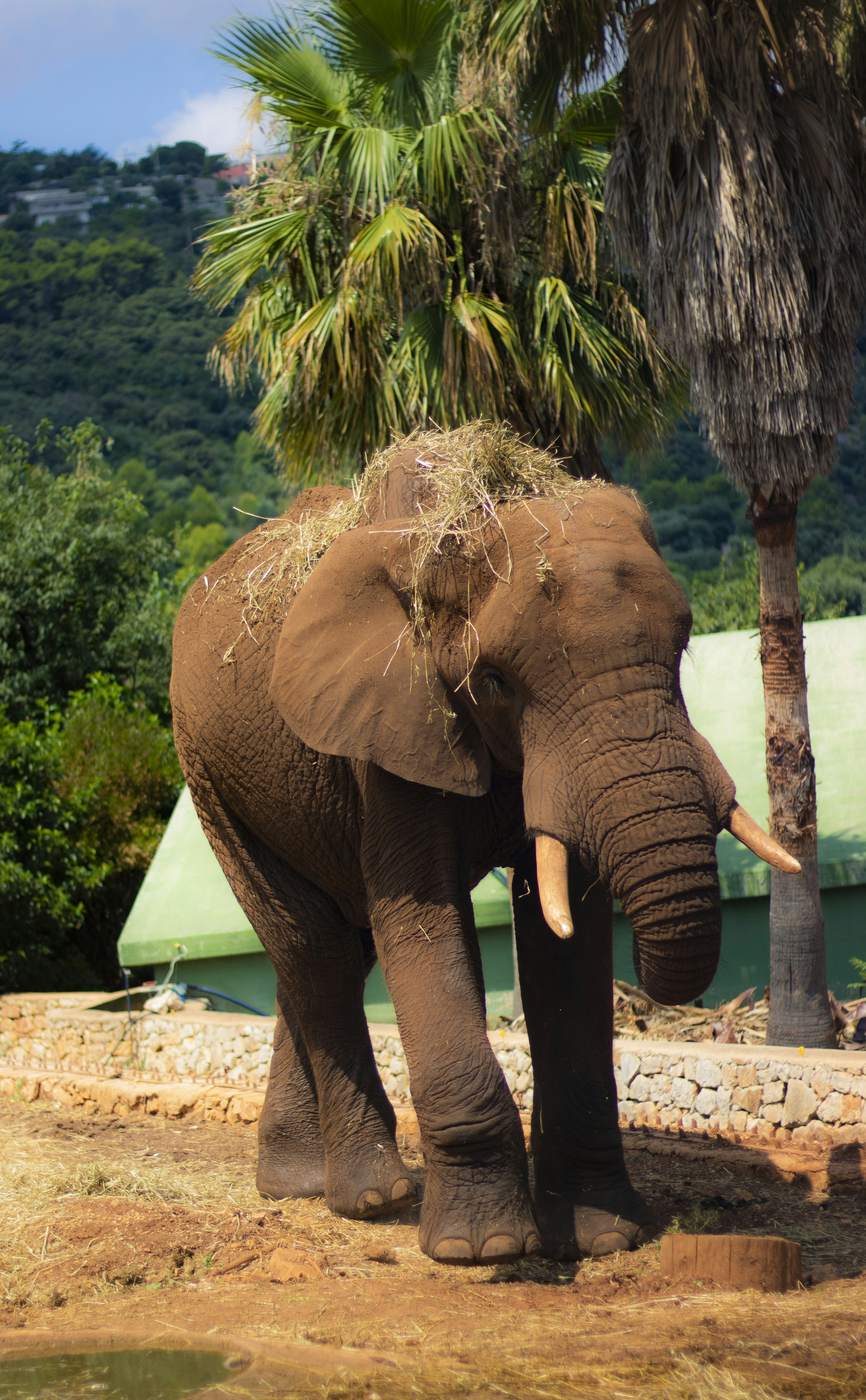"Dumbo"