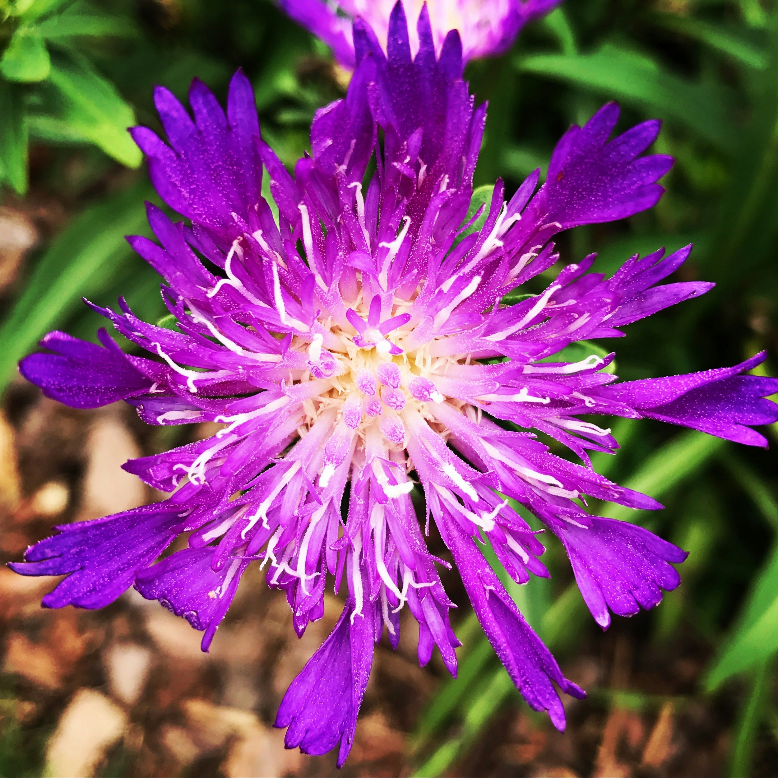 Electric Petal Mosaic: A Close-Up of a Radiant Purple Bloom