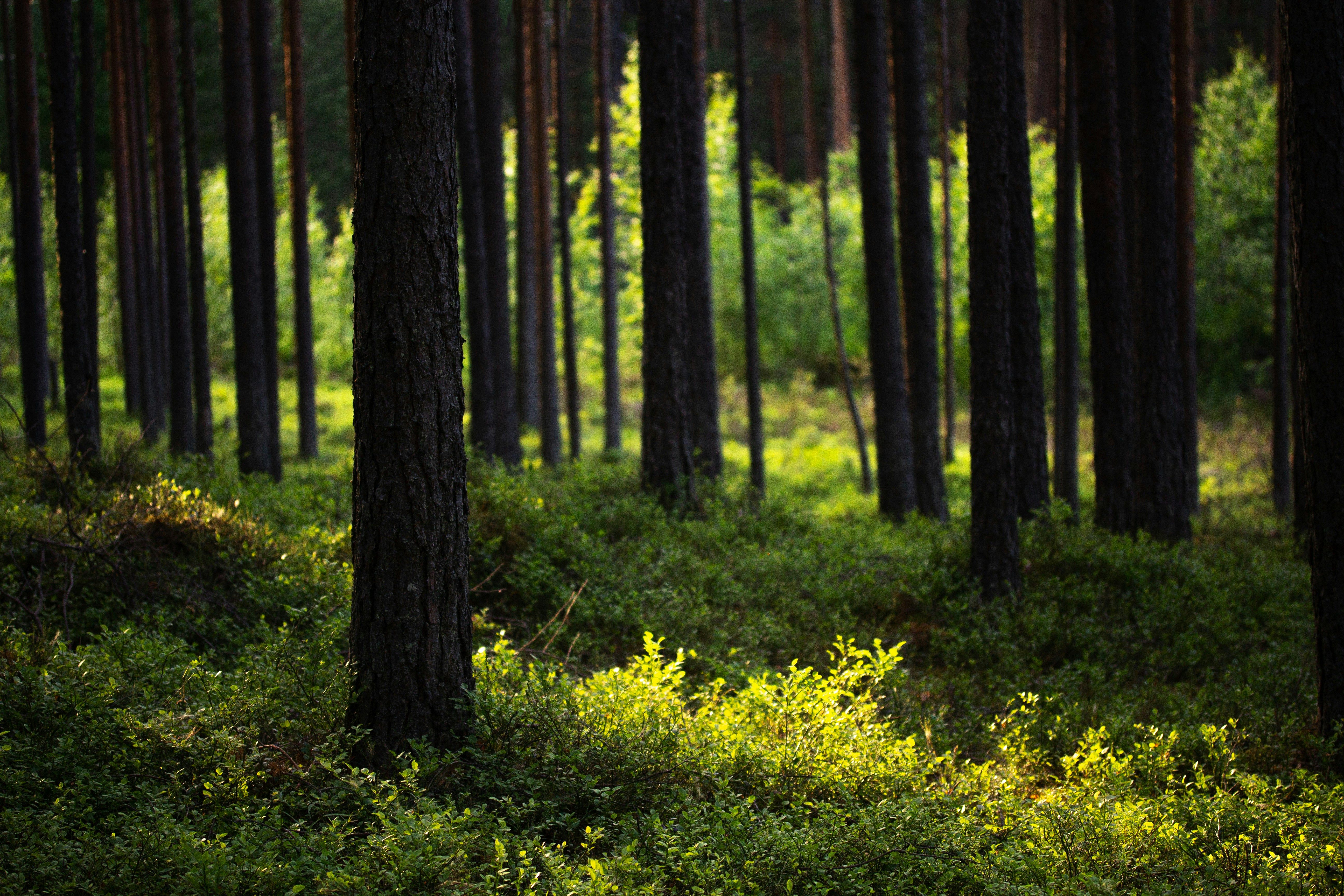 Forest Field Pictures | Download Free Images on Unsplash