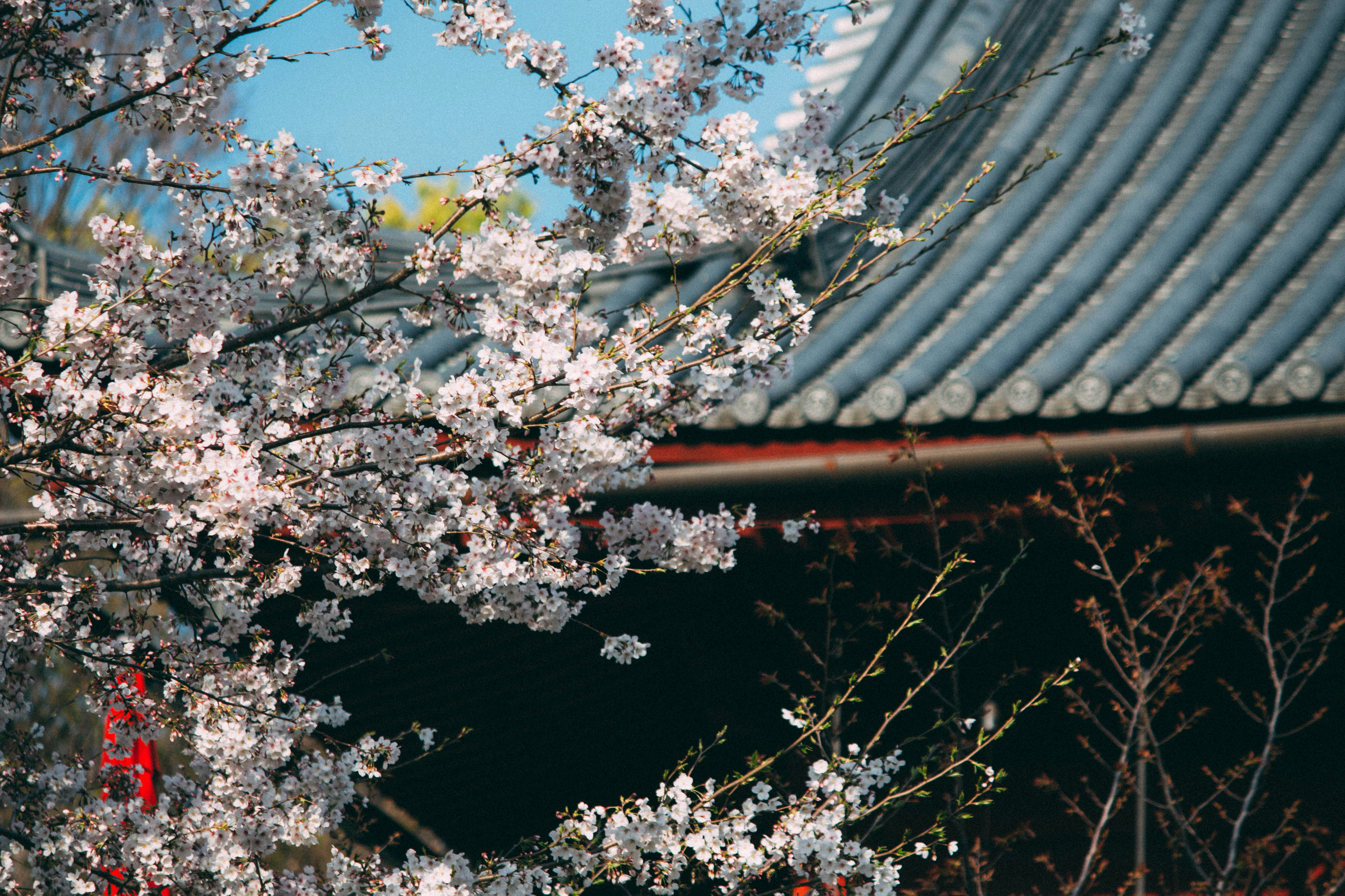 white petaled flowersAtul Vinayak