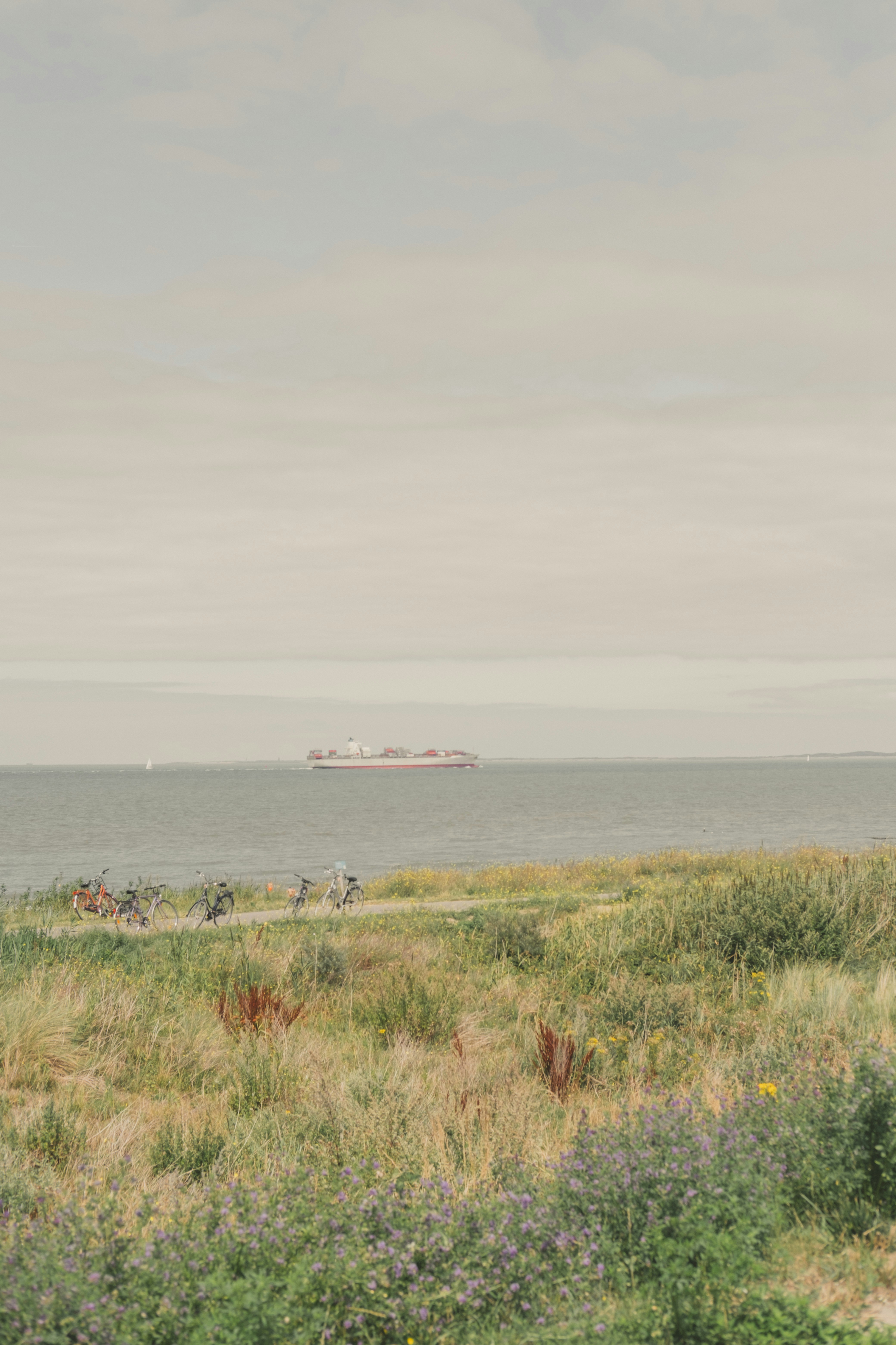 Horizon Vessel Across a Calm Coast, Framed by Wildflower Dunes