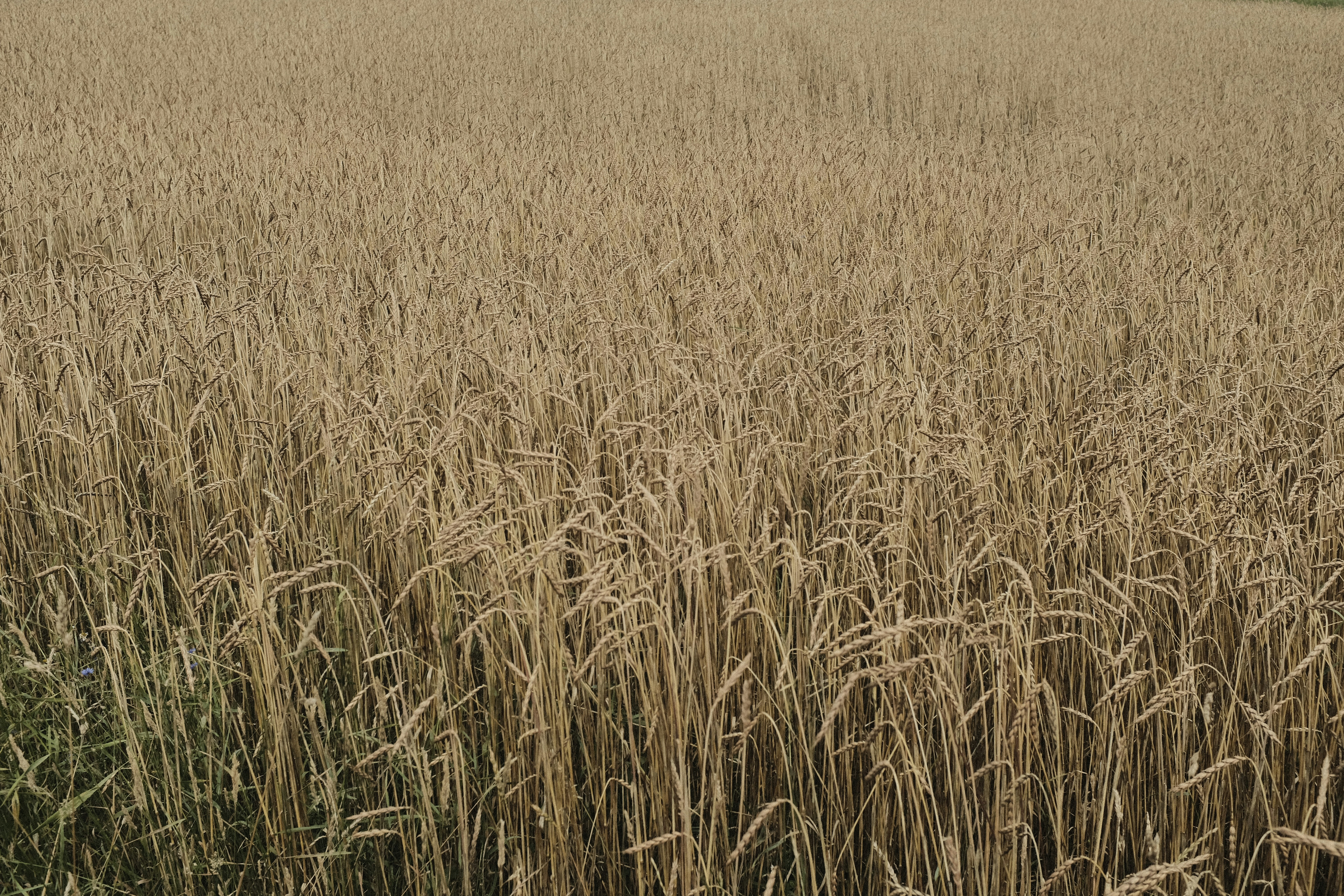Golden Field Horizon: Tall Cereal at Dusk