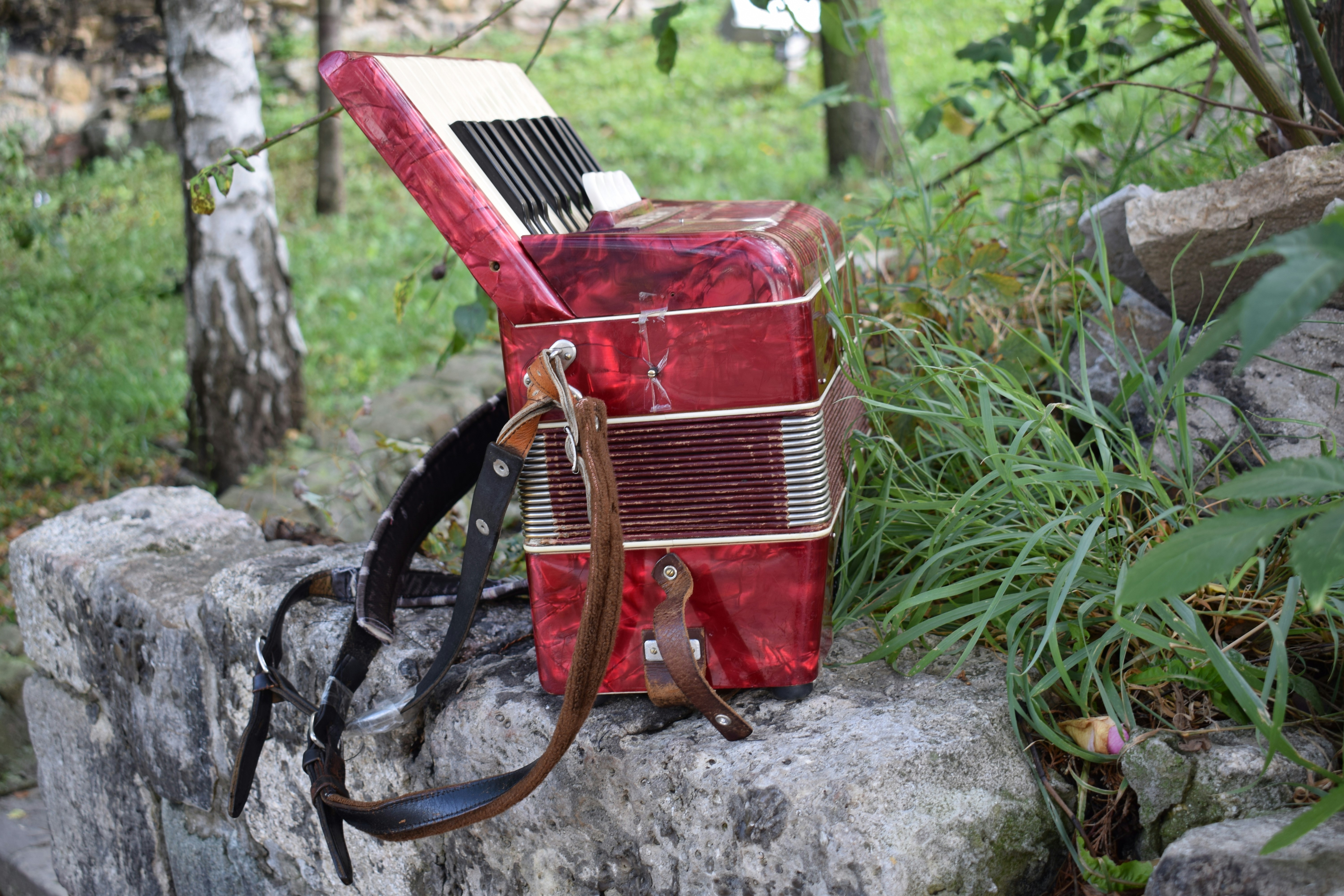 Crimson Bellows Rest on Weathered Stone
