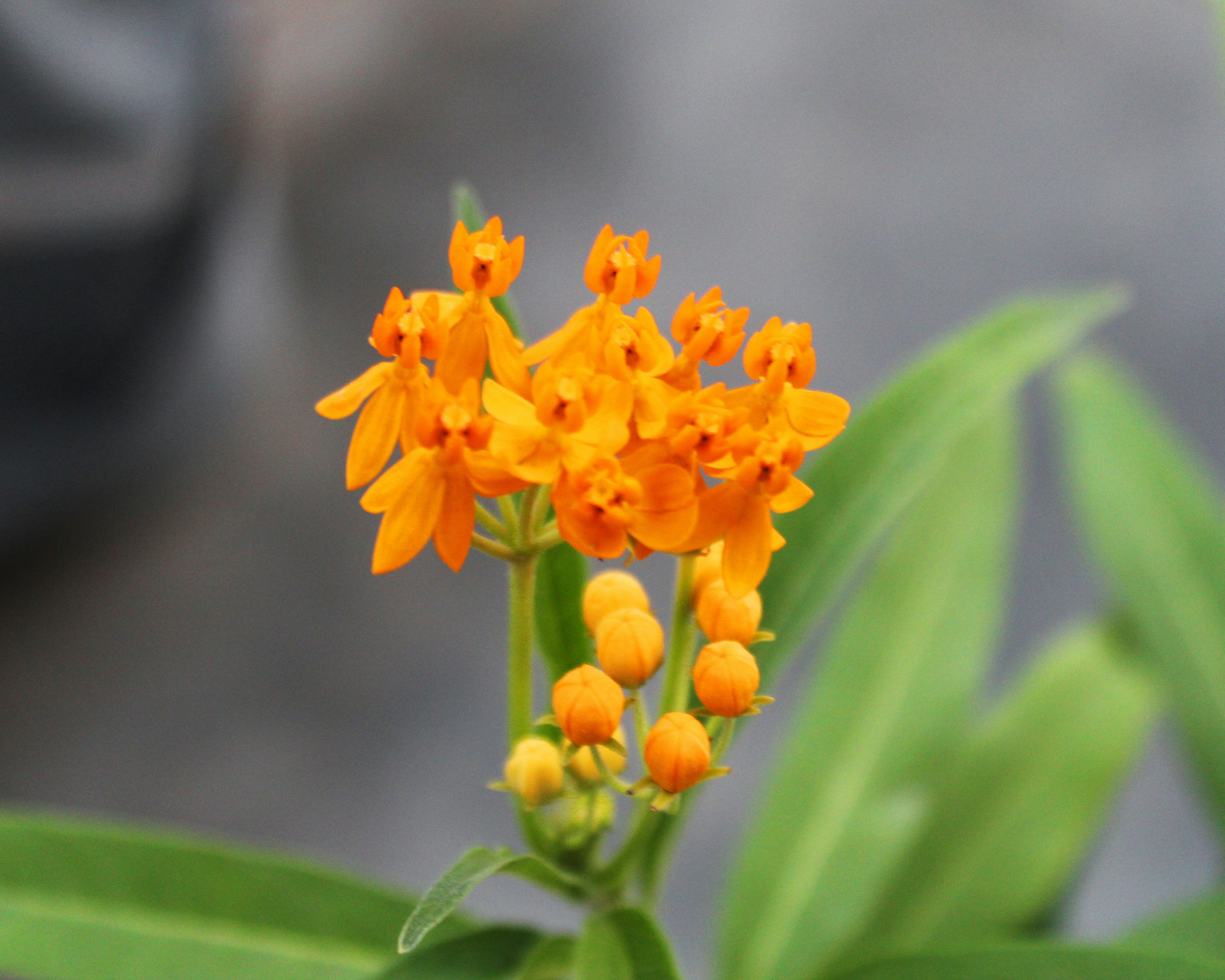 Orange Butterfly Weed Bloom Framed by a Soft Urban Backdrop