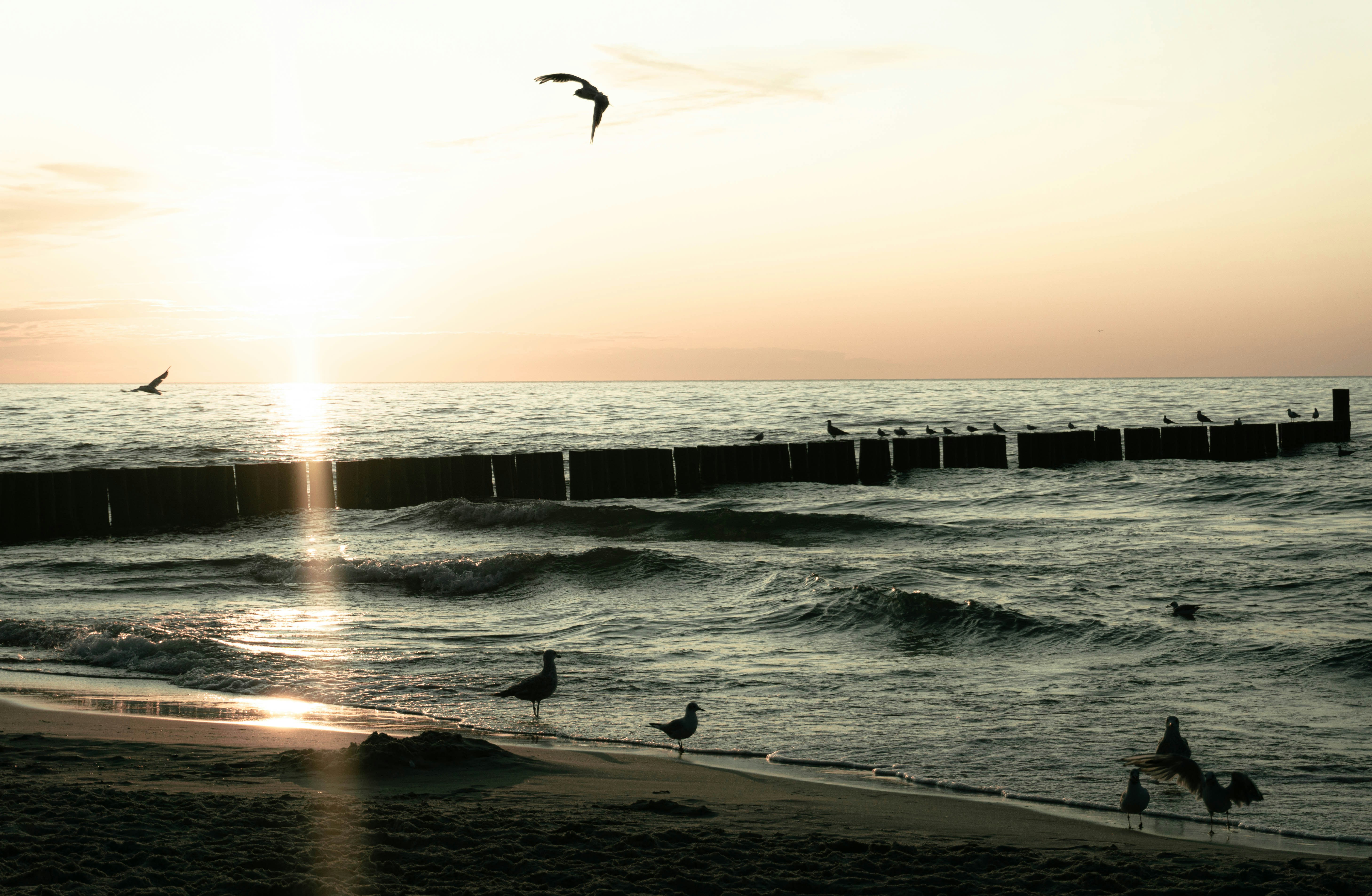 a flock of birds standing on top of a sandy beach