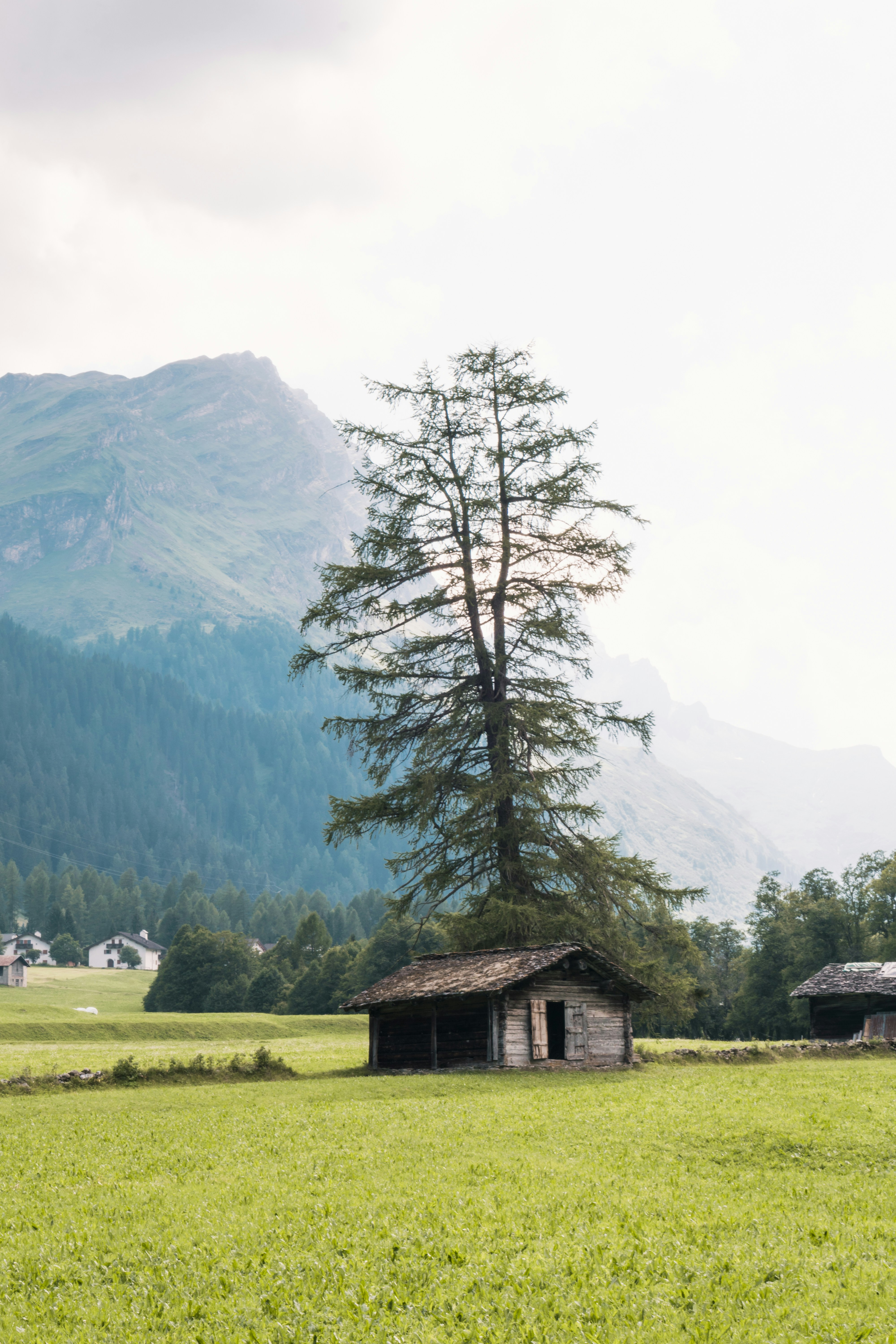 A solitary wooden cabin stands beneath a towering tree, surrounded by lush green fields and majestic mountains in the background.