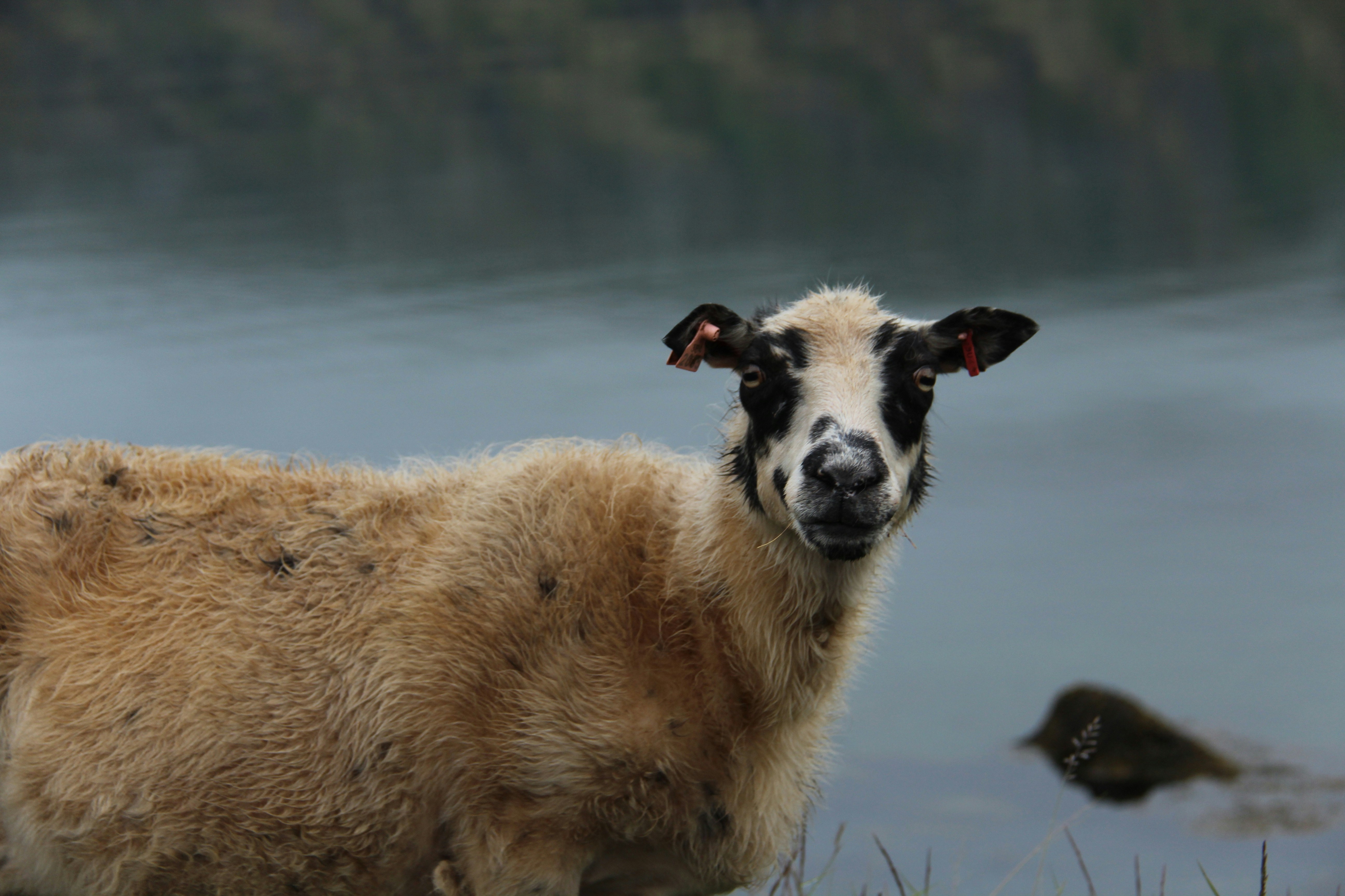 Curious Ewe by the Shoreline