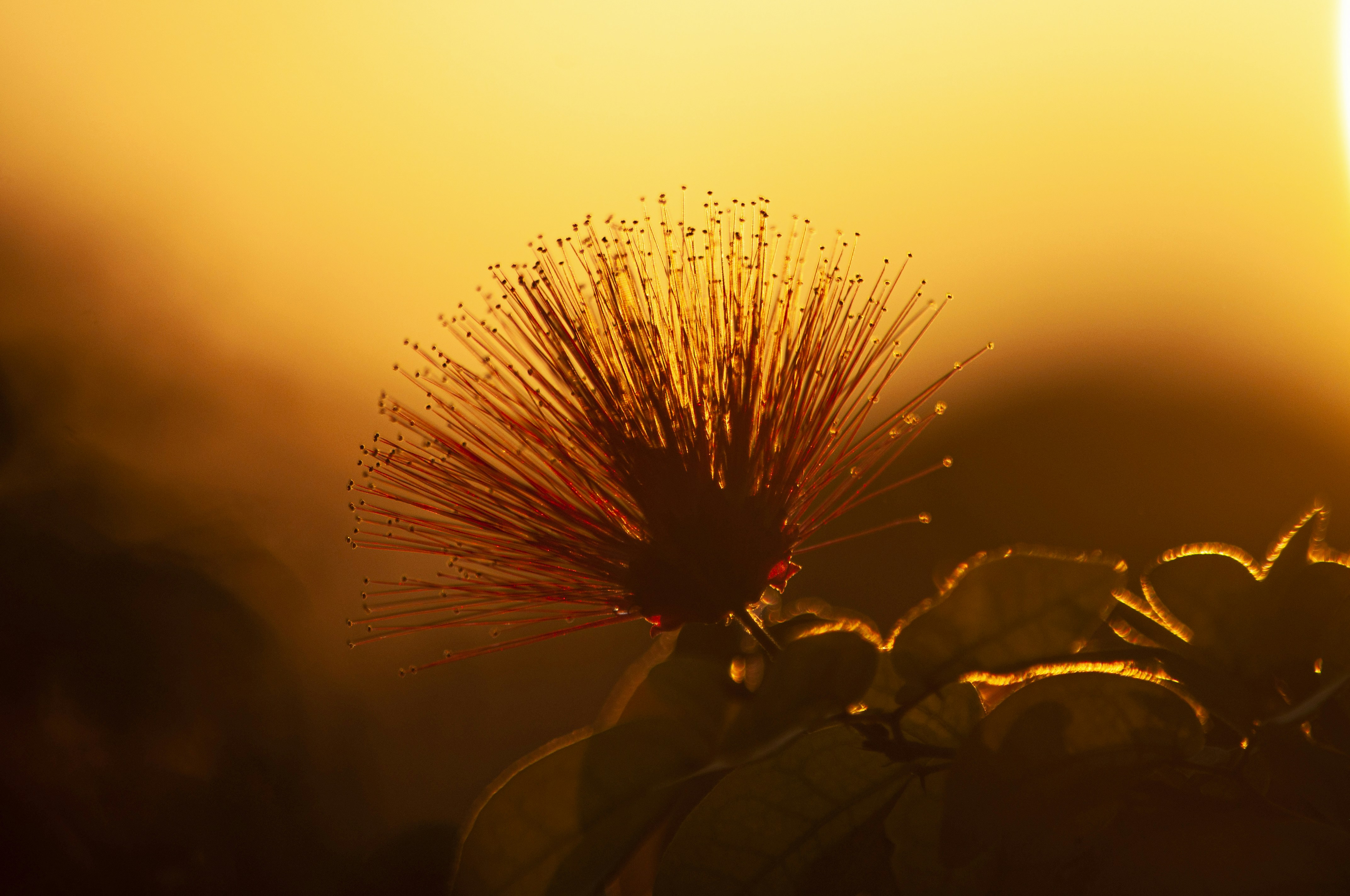 Backlit Bursts: A Sunset Silhouette of a Seed Pod