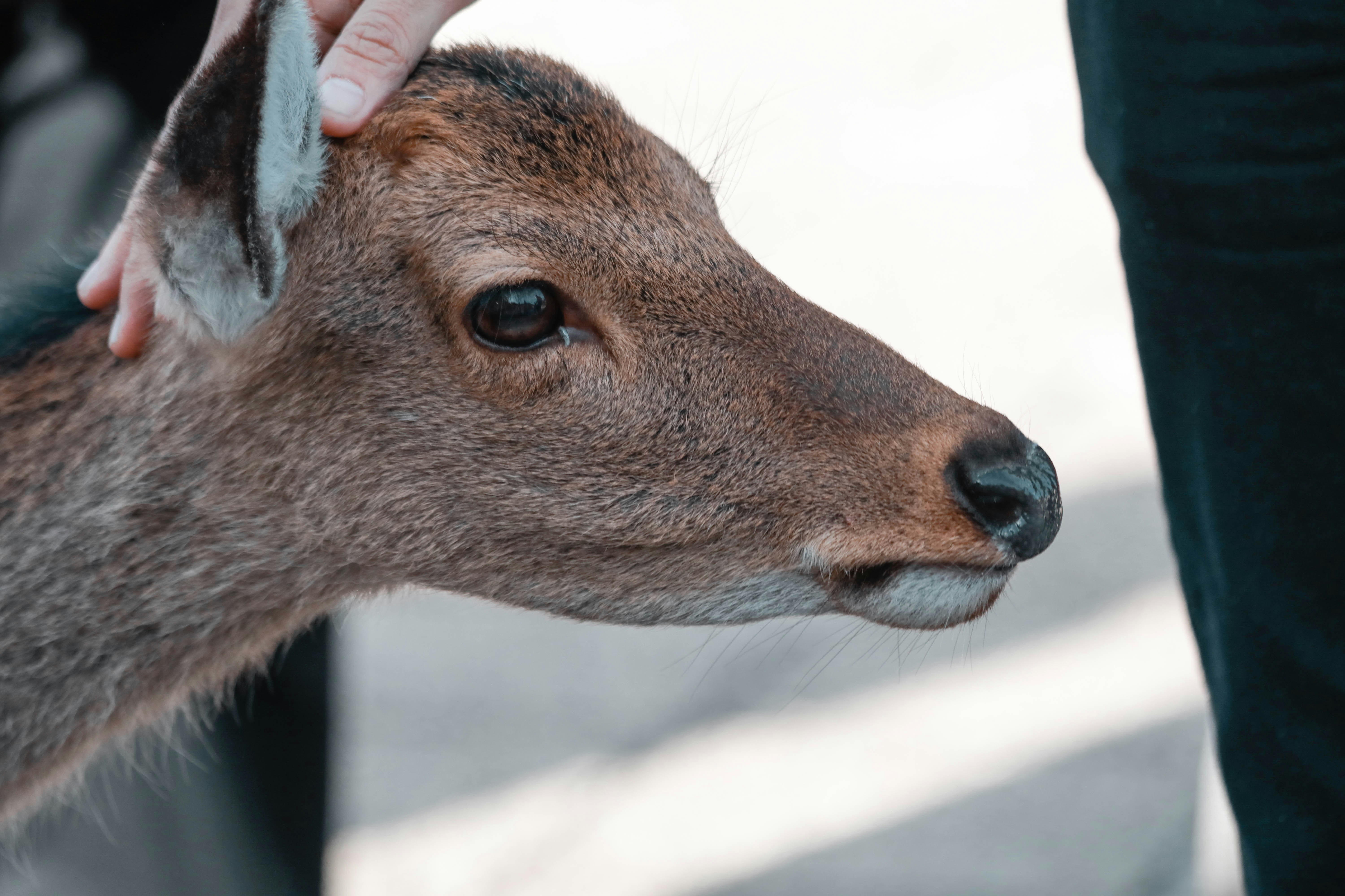 Gentle Gaze: A Deer’s Quiet Moment at Your Side