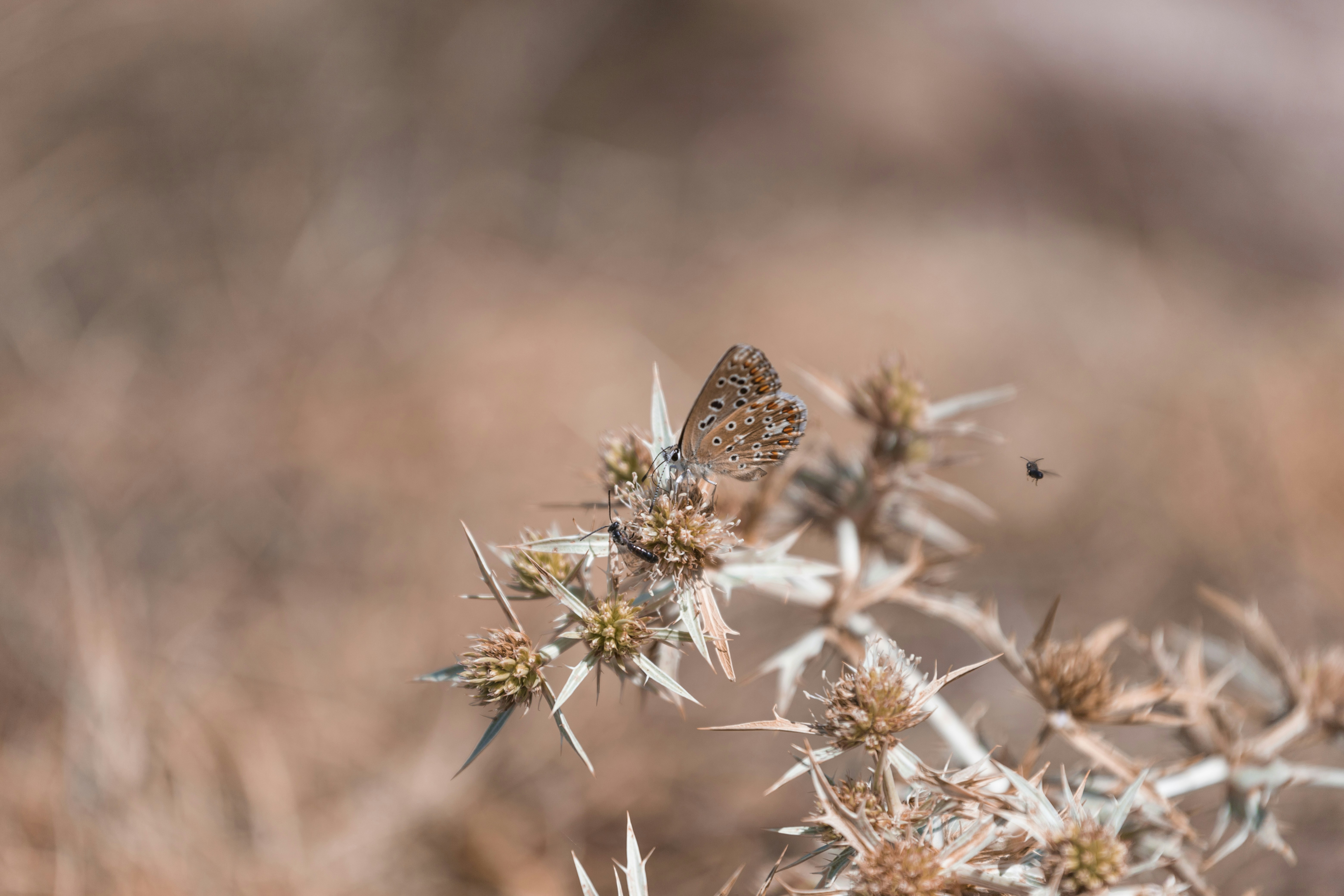 brown insect