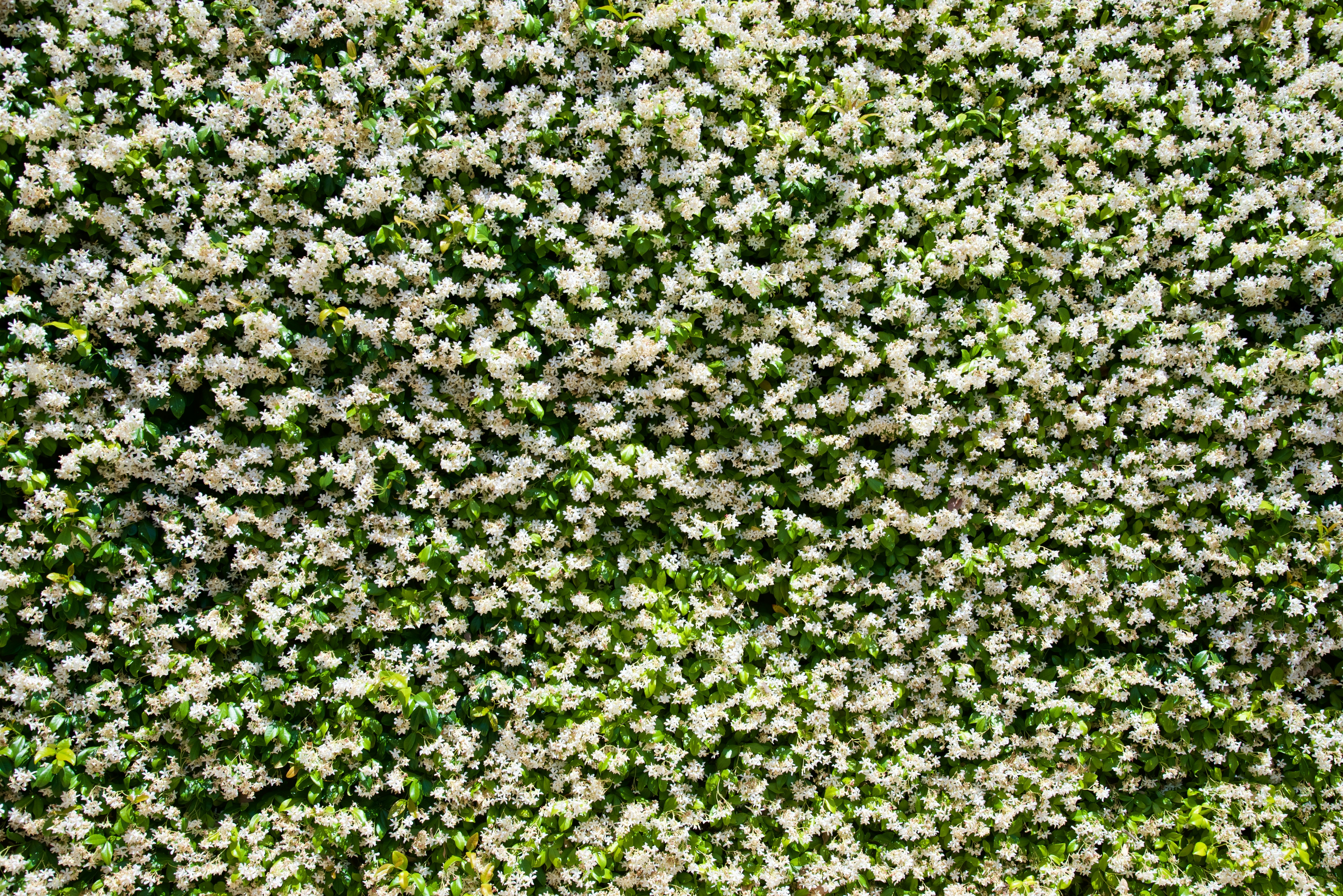 Dense wall of white flowers and green leaves creating a natural tapestry.